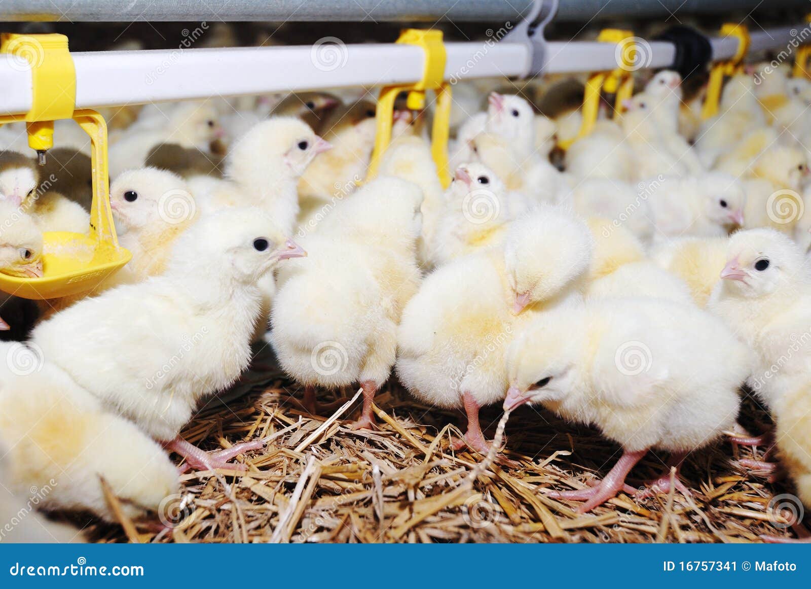 Poultry rearing farm stock image. Image of animal, pretty - 16757341