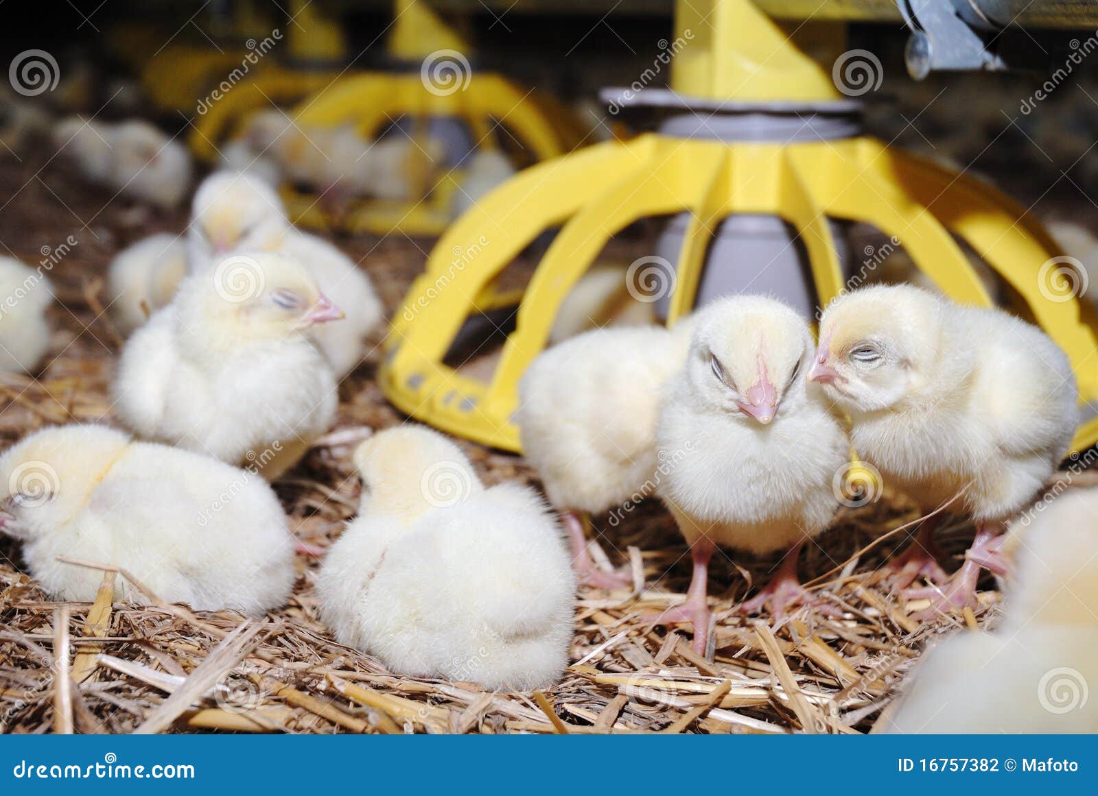 Poultry rearing farm stock photo. Image of crammer, lovely - 16757382