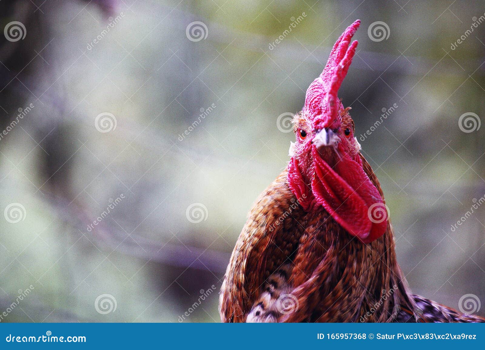 Poultry Rooster with a Very Striking Red Crest Stock Photo - Image of ...