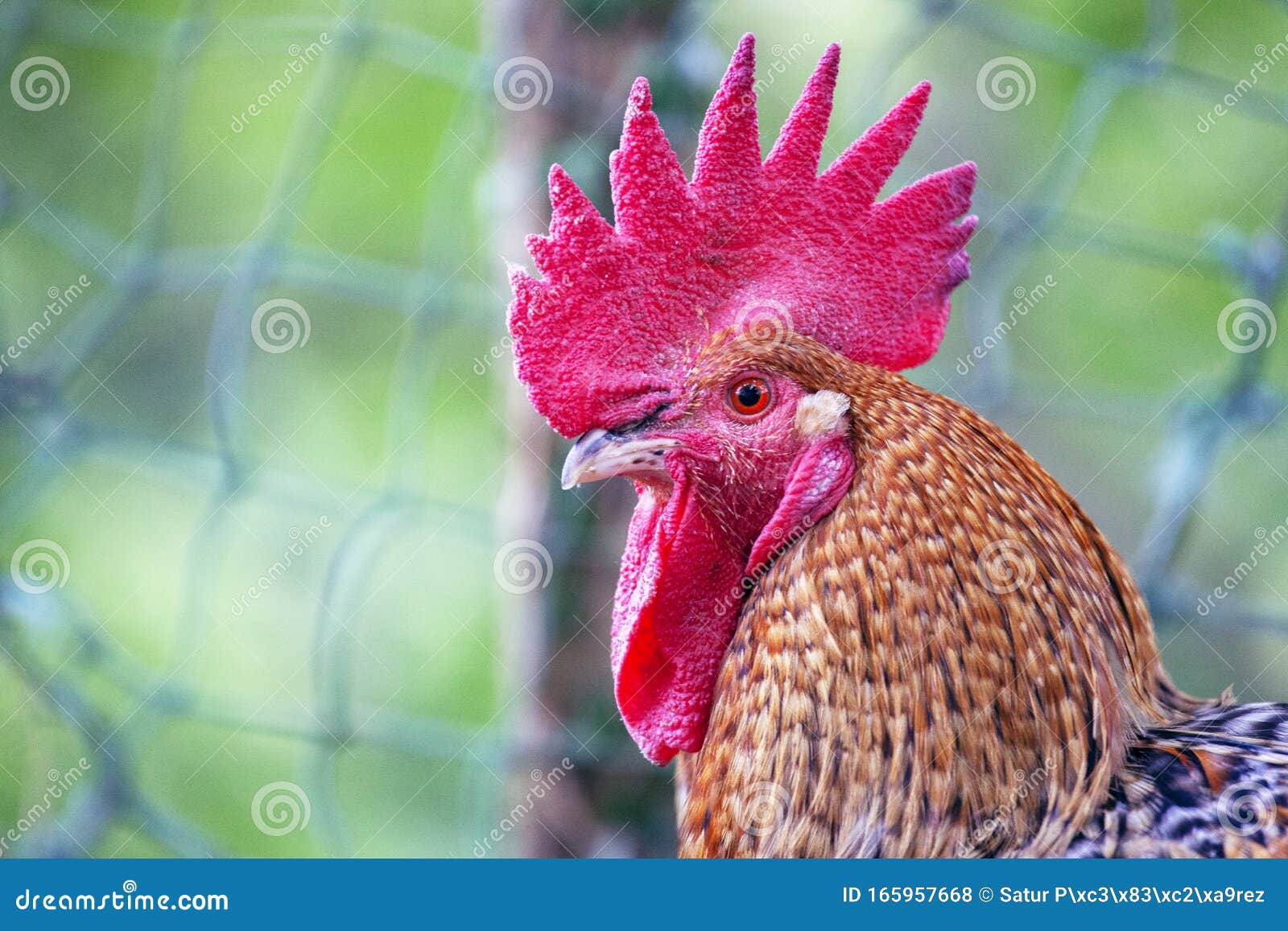 Poultry Rooster with a Very Striking Red Crest Stock Photo - Image of ...