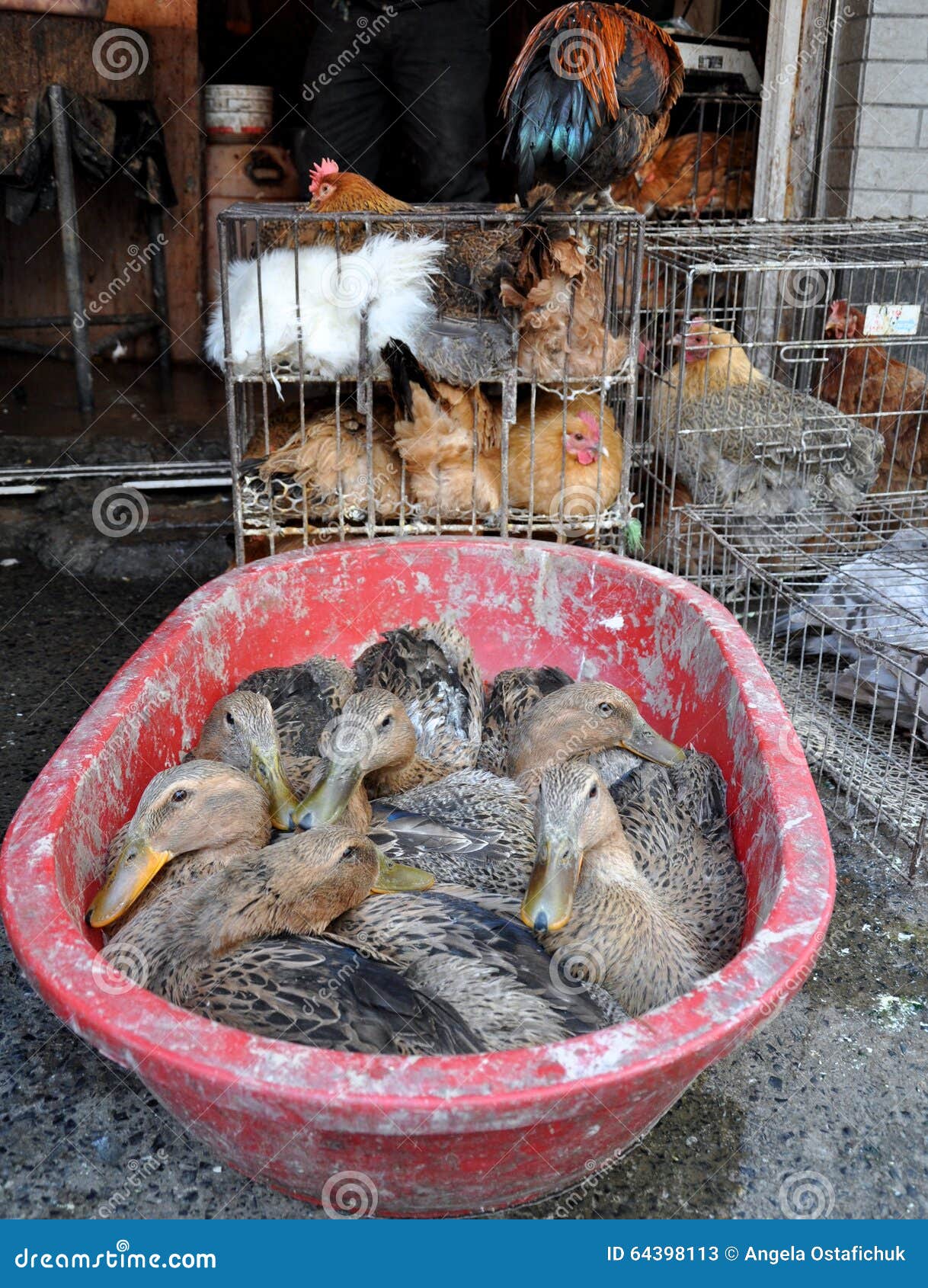 Poultry for Sale stock image. Image of poultry, ducks - 64398113