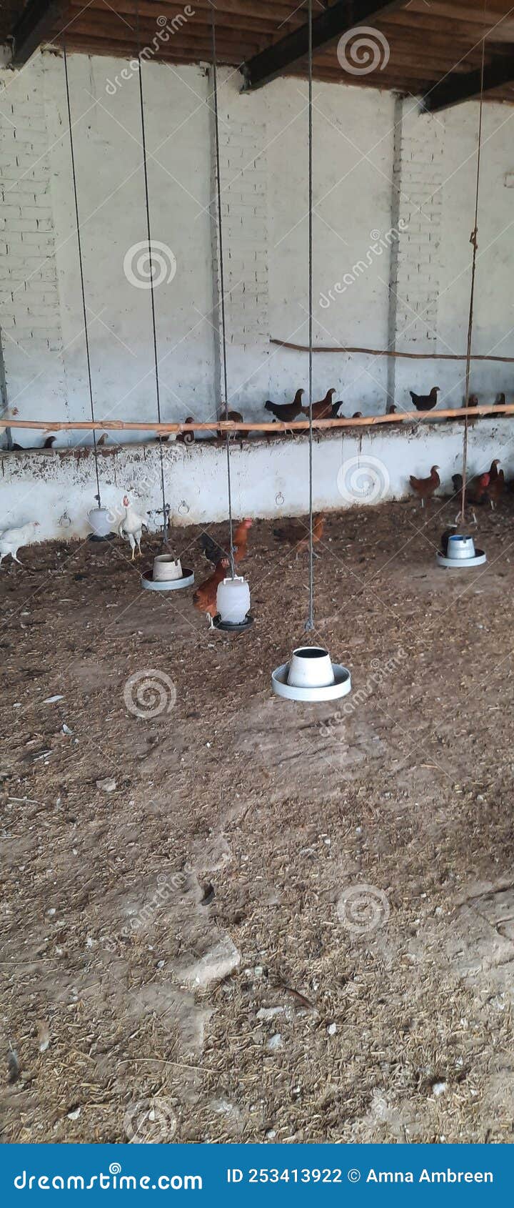 Poultry set for hens stock photo. Image of yard, garden - 253413922