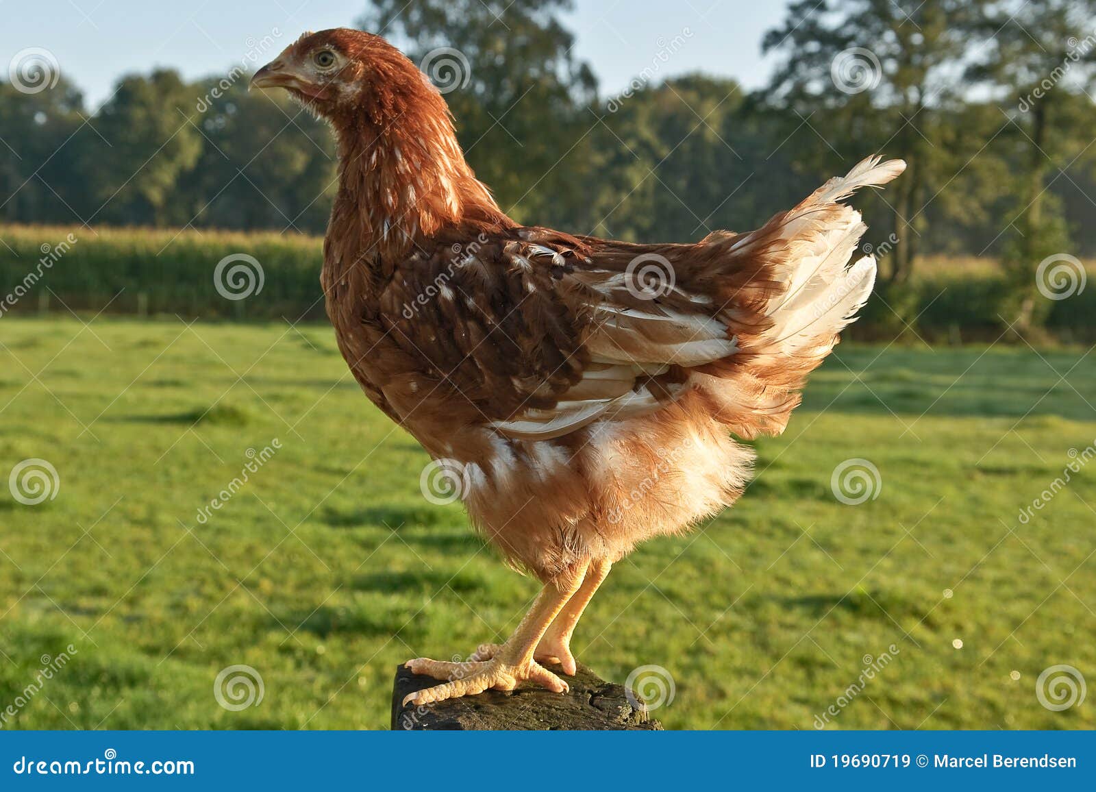 Poultry Signals stock image. Image of layer, aves, bird - 19690719