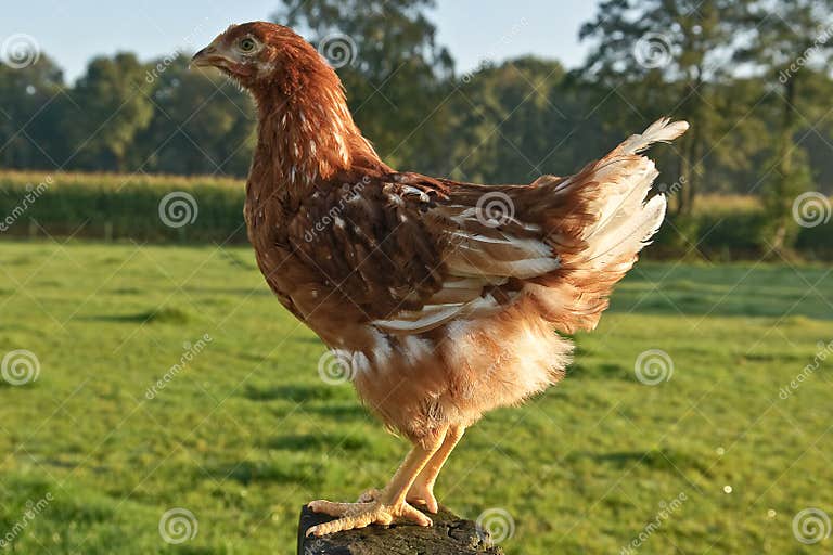 Poultry Signals stock image. Image of layer, aves, bird - 19690719