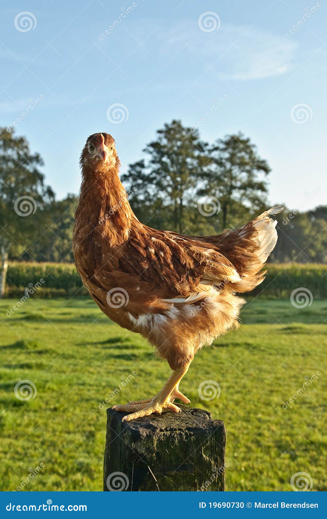 Poultry Signals stock photo. Image of animal, beak, galliformes - 19690730