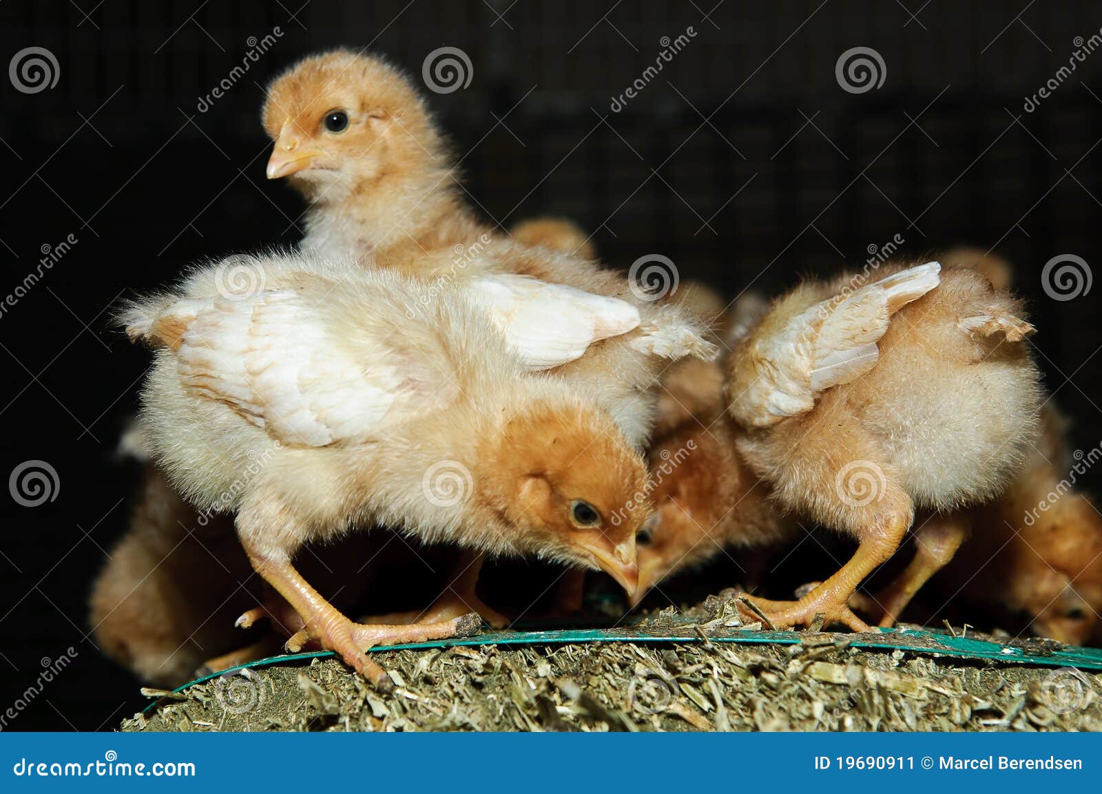 Poultry Signals stock image. Image of pecking, farming - 19690911