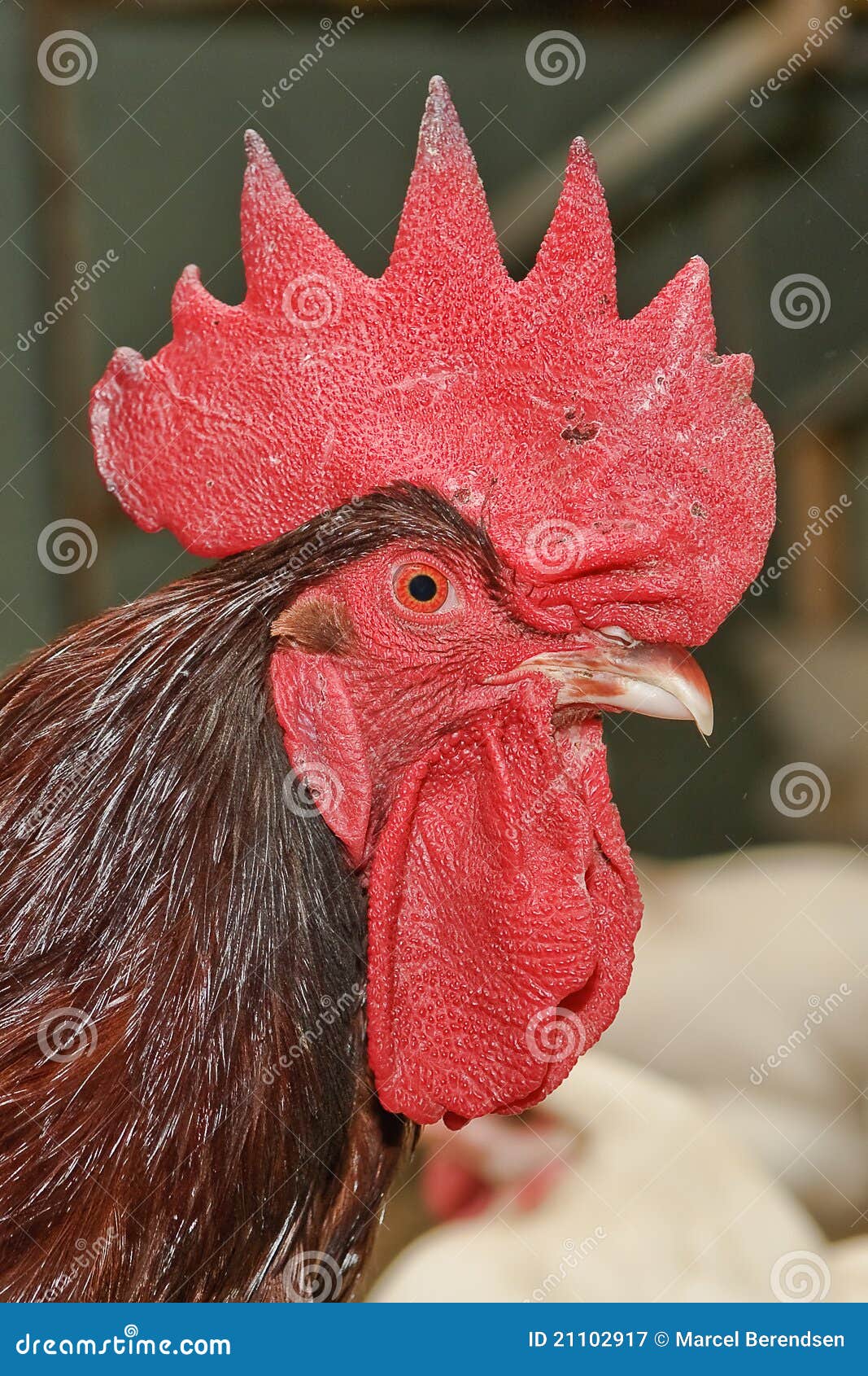 Poultry Signals stock image. Image of attentive, bird - 21102917