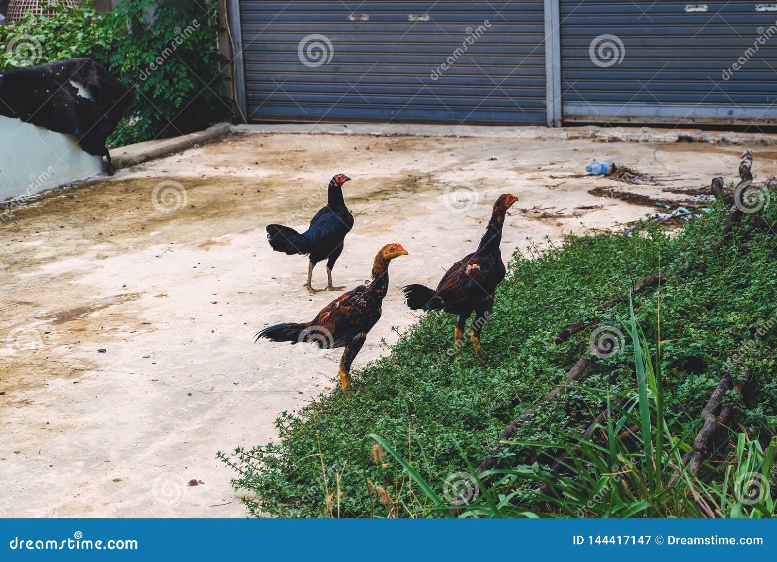 Poultry Three Chicken on Grass Stock Image - Image of portrait, grass ...