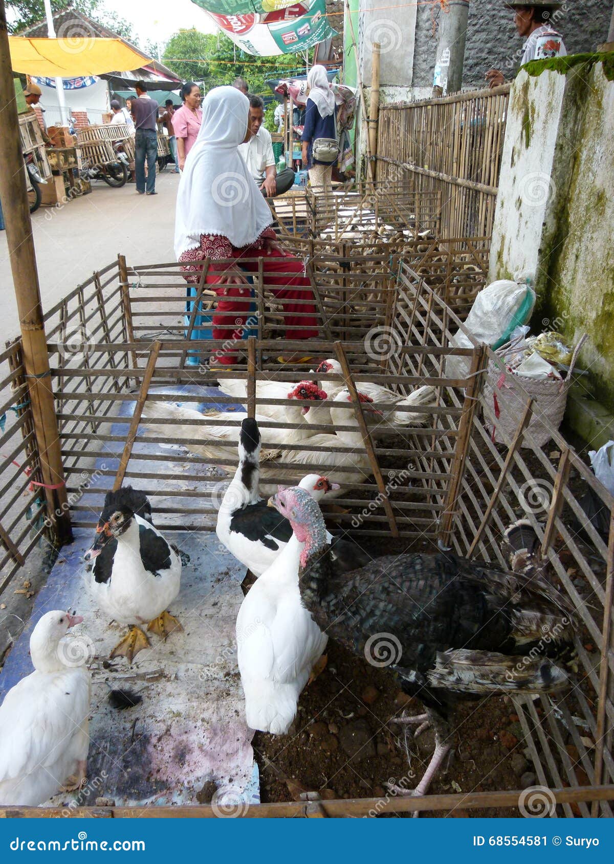 Poultry editorial photo. Image of central, bird, selling - 68554581