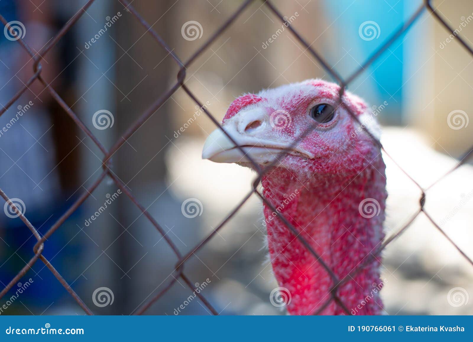 Poultry-Turkey on a Farm Behind a Chain-link Fence Stock Image - Image ...