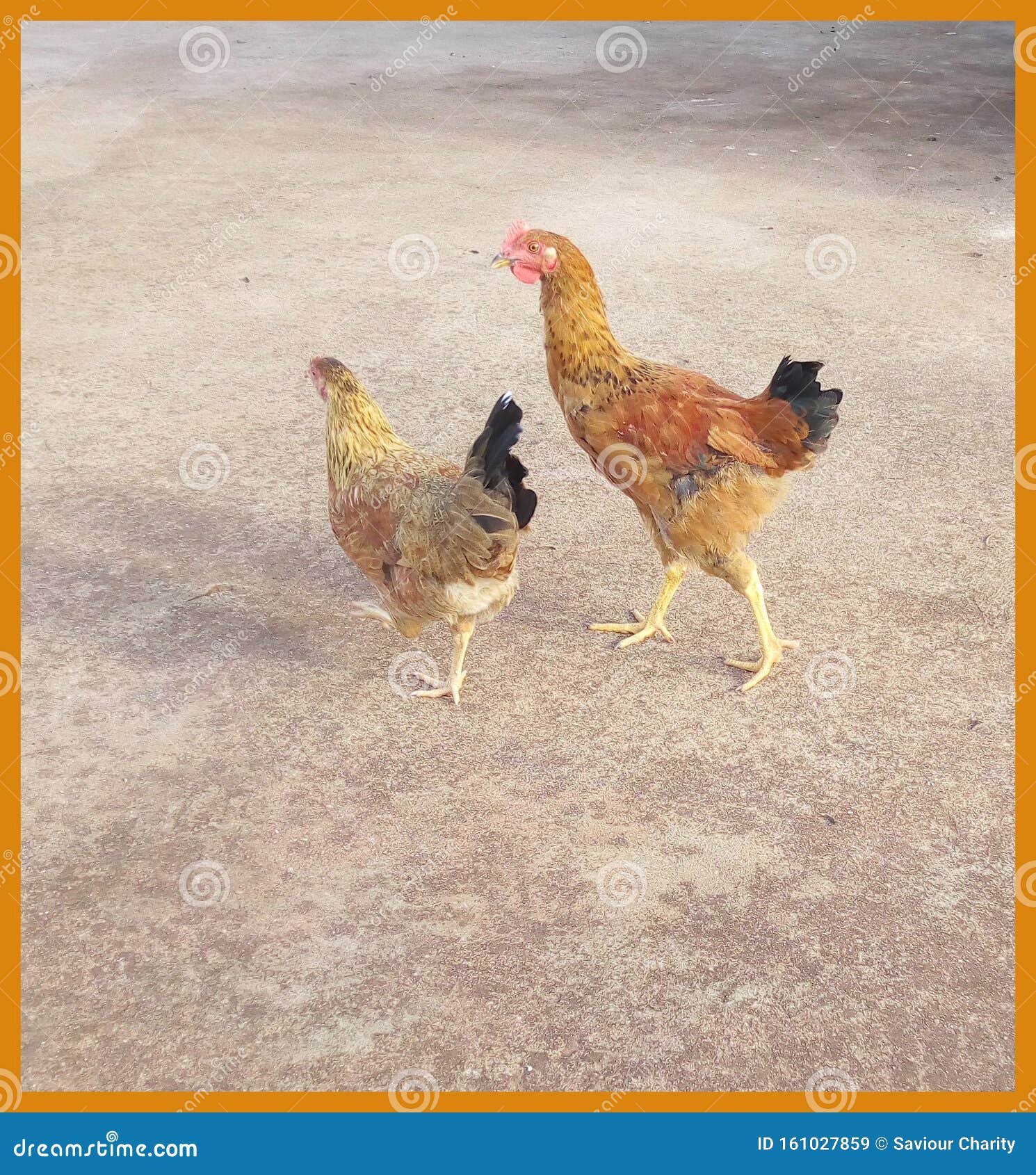 Poultry stock image. Image of taste, uganda, local, poultries - 161027859