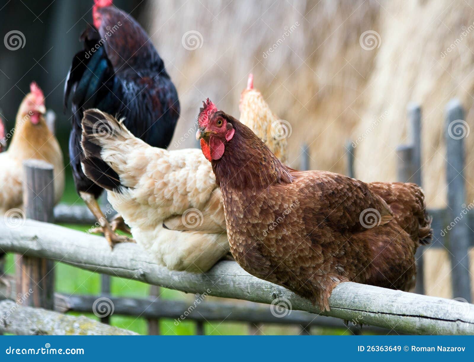 Poultry - Village Landscape Stock Image - Image of perch, haystack ...
