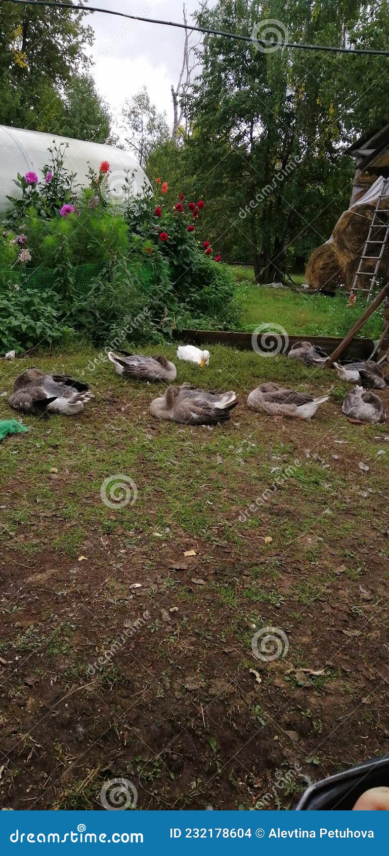 An Poultry Yard stock photo. Image of green, summer - 232178604