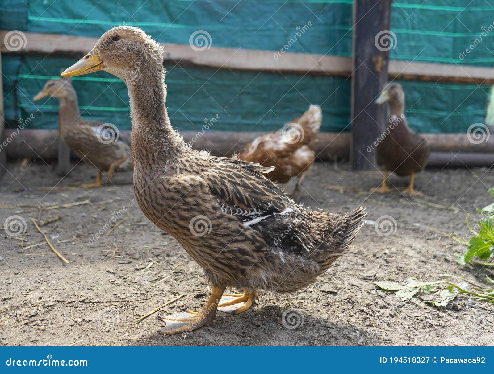 Poultry Yard. Geese and Chickens on a Plot in the Village Stock Image ...