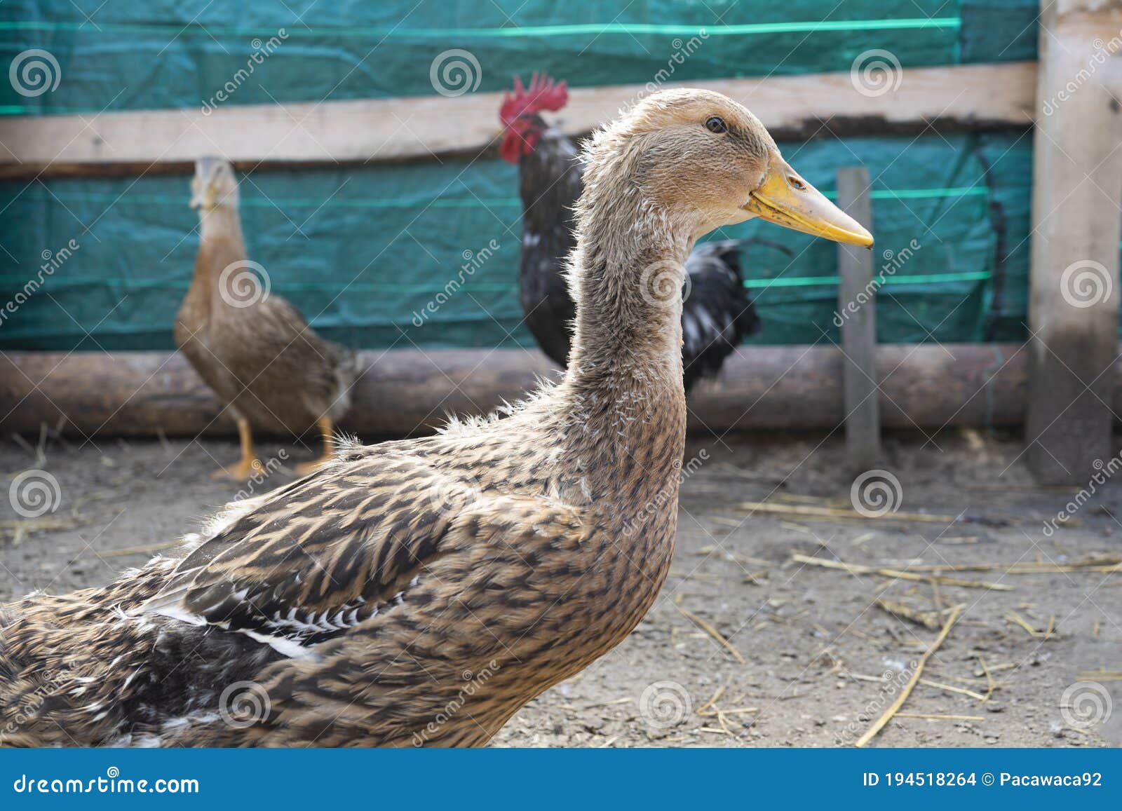 Poultry Yard. Geese and Chickens on a Plot in the Village Stock Photo ...