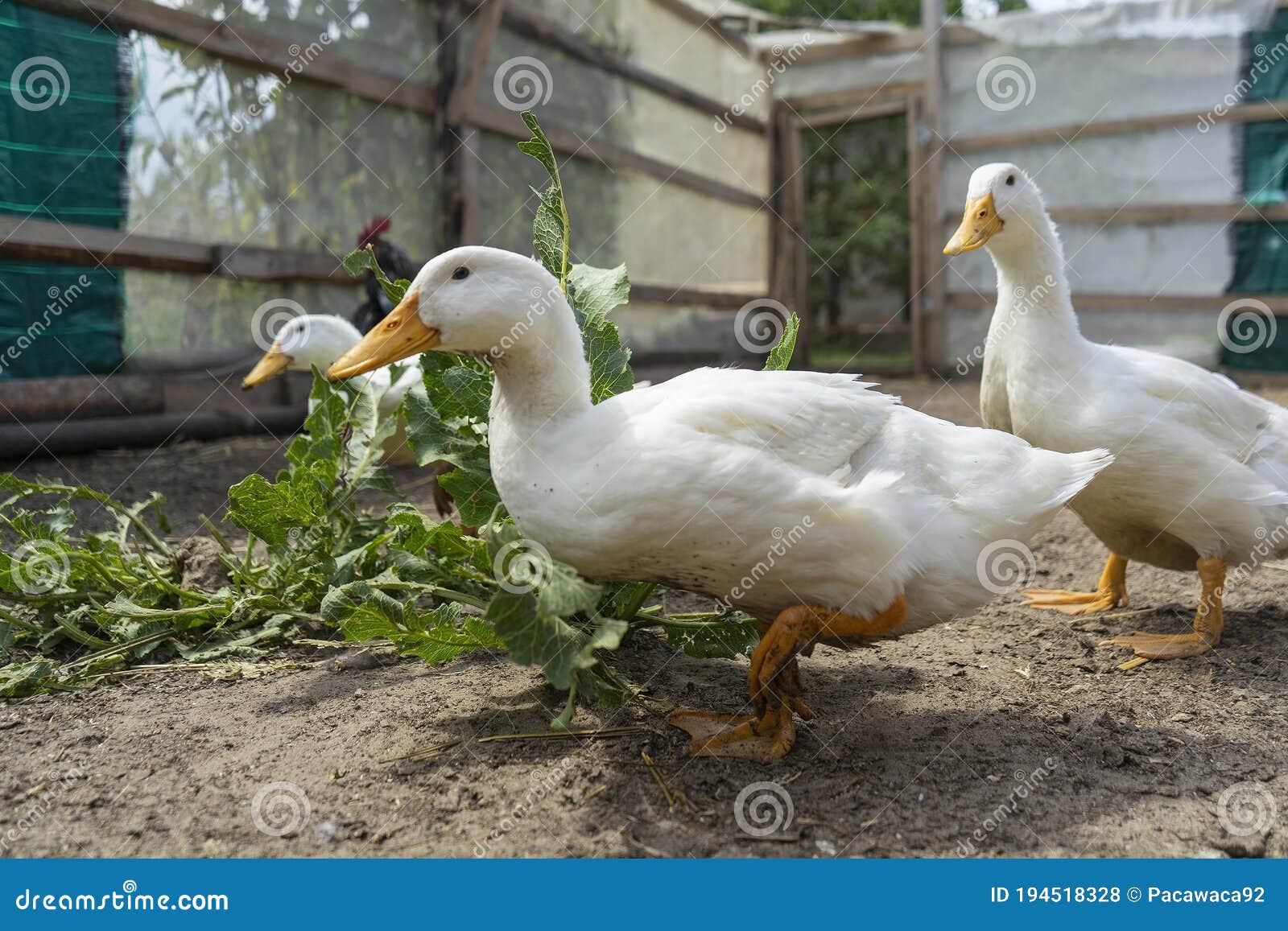 Poultry Yard. Geese and Chickens on a Plot in the Village Stock Photo ...