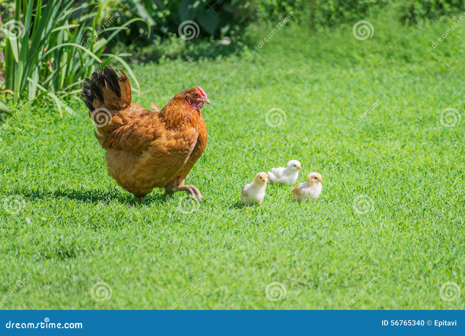 Poultry yard stock photo. Image of beak, nature, fluffy - 56765340