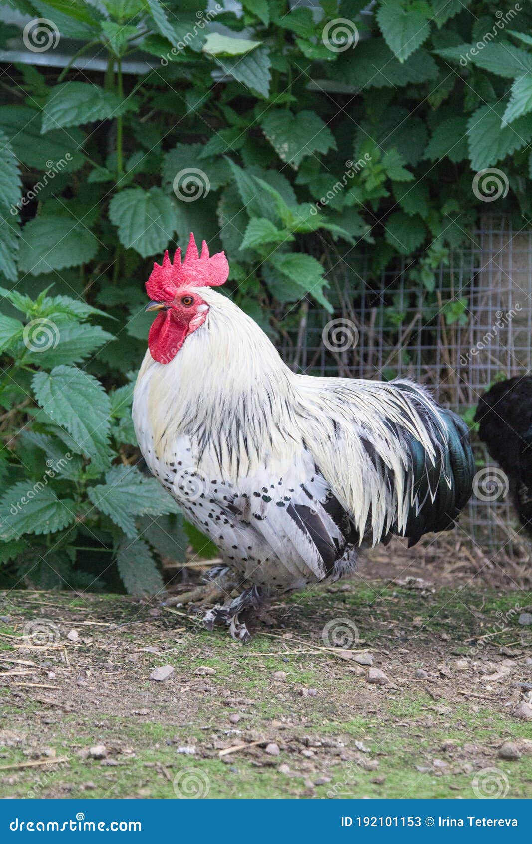 A Beautiful Rooster Stands in the Poultry Yard Stock Image - Image of ...