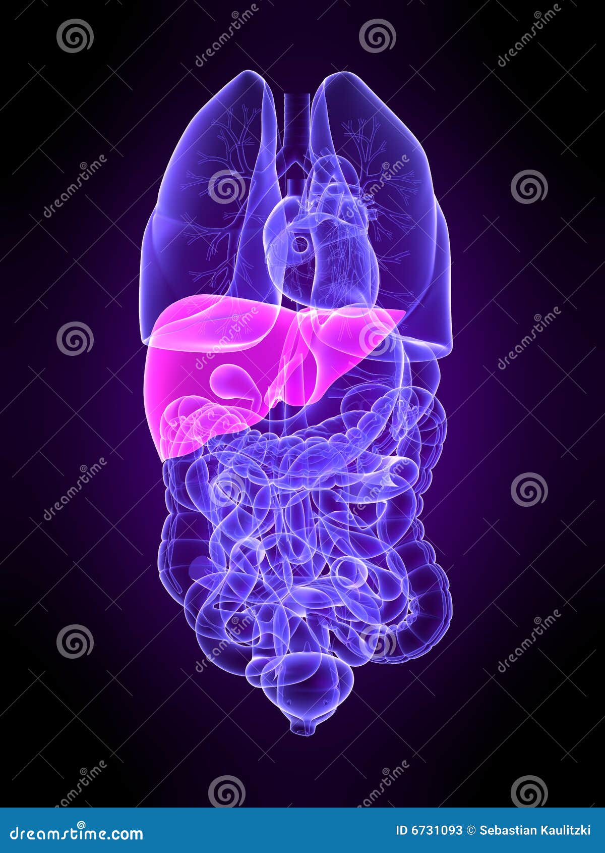 Poumon illustration stock. Illustration du cardiaque, interne - 6731093