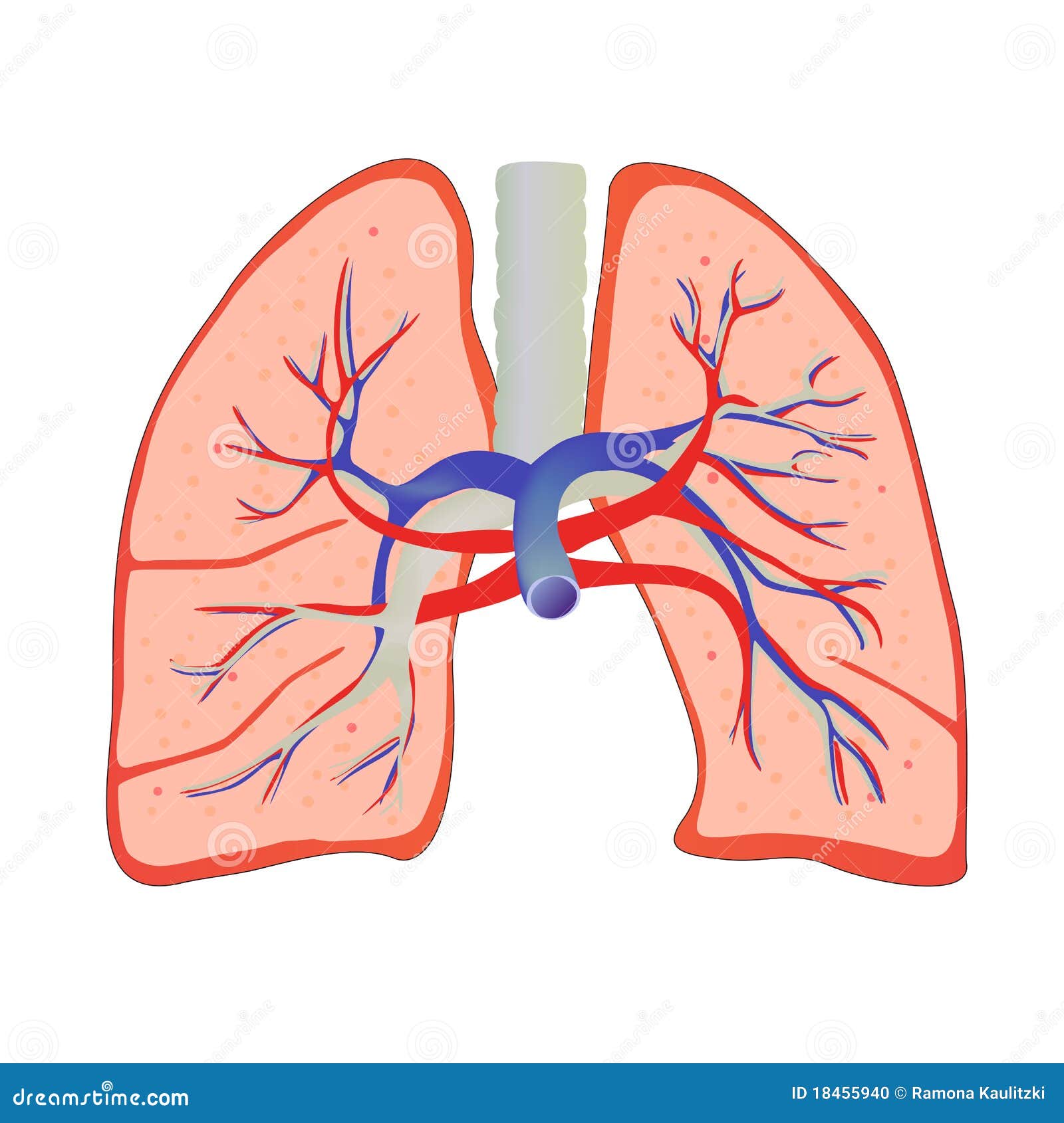 Poumon humain illustration stock. Illustration du allergie - 18455940