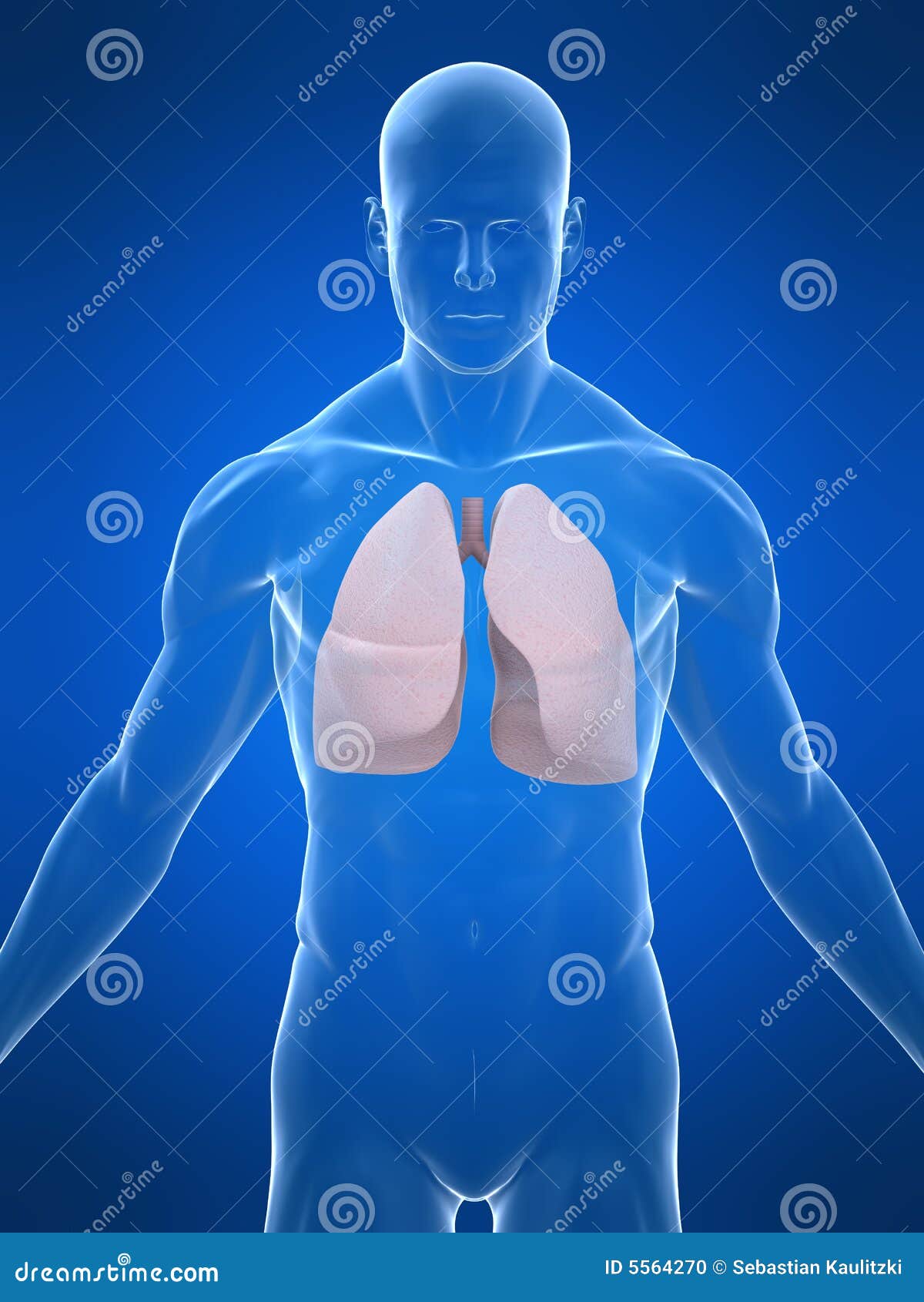 Poumon humain illustration stock. Illustration du essentiel - 5564270