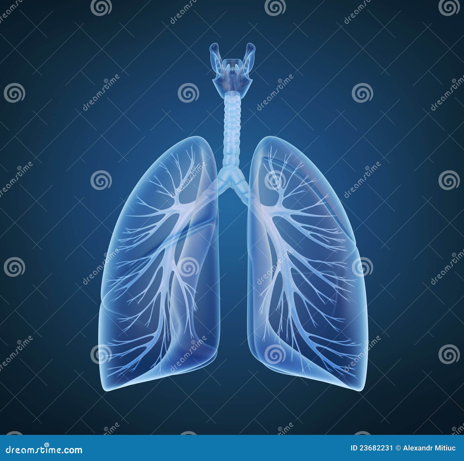 Poumons Et Bronches Humains Illustration Stock - Illustration du ...