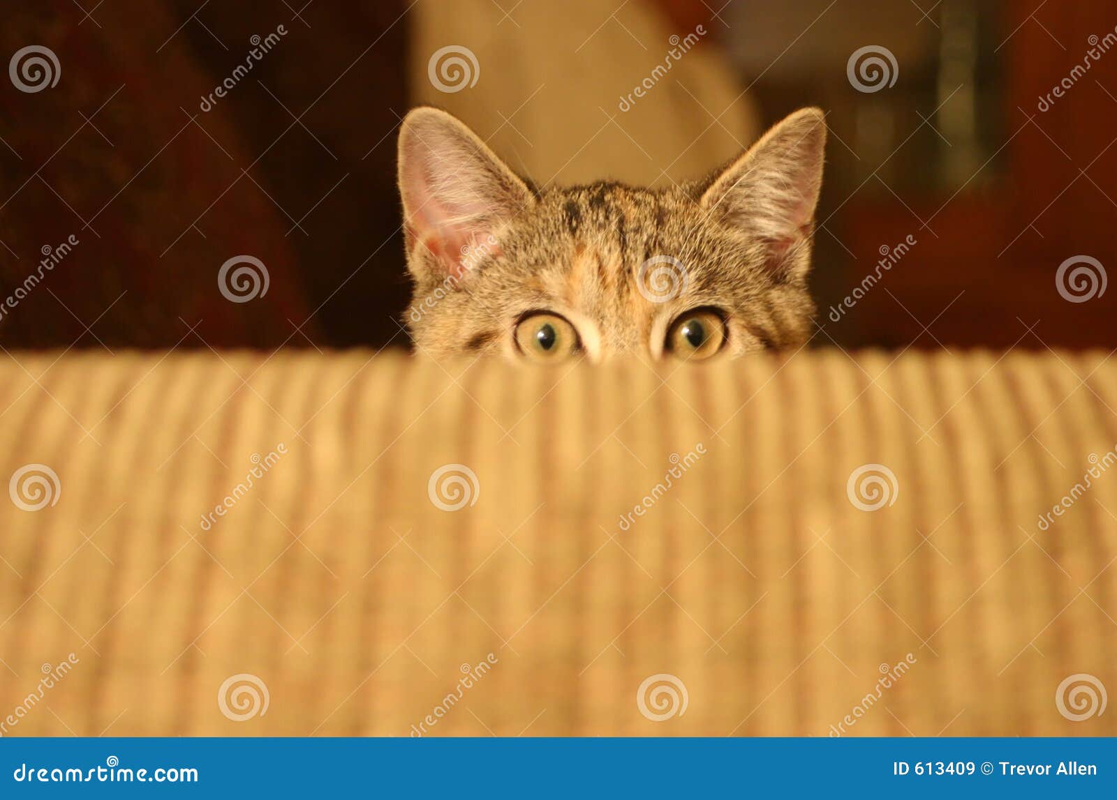 Pounce stock image. Image of kitten, peer, cute, ears, animal - 613409