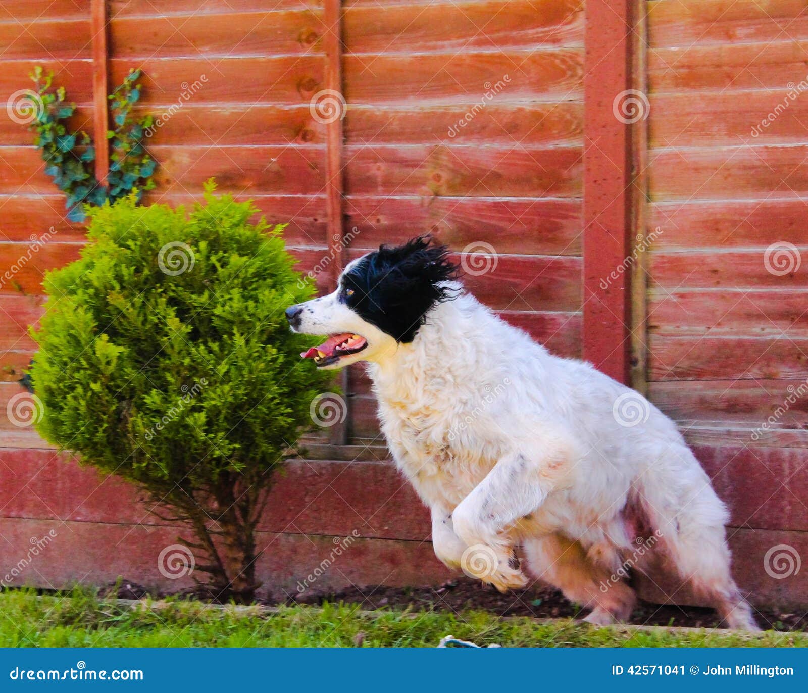 Pounce into action stock image. Image of leap, outside - 42571041