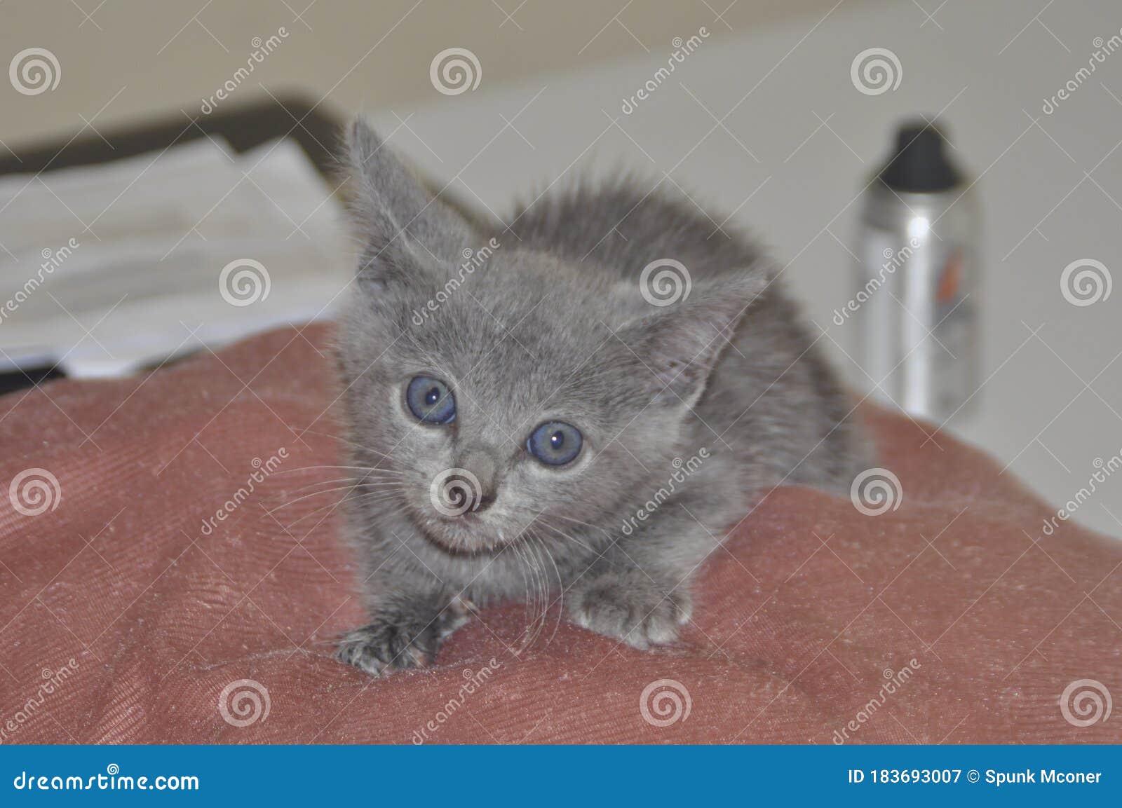 Pounce kitten cute face stock image. Image of cute, mammal - 183693007