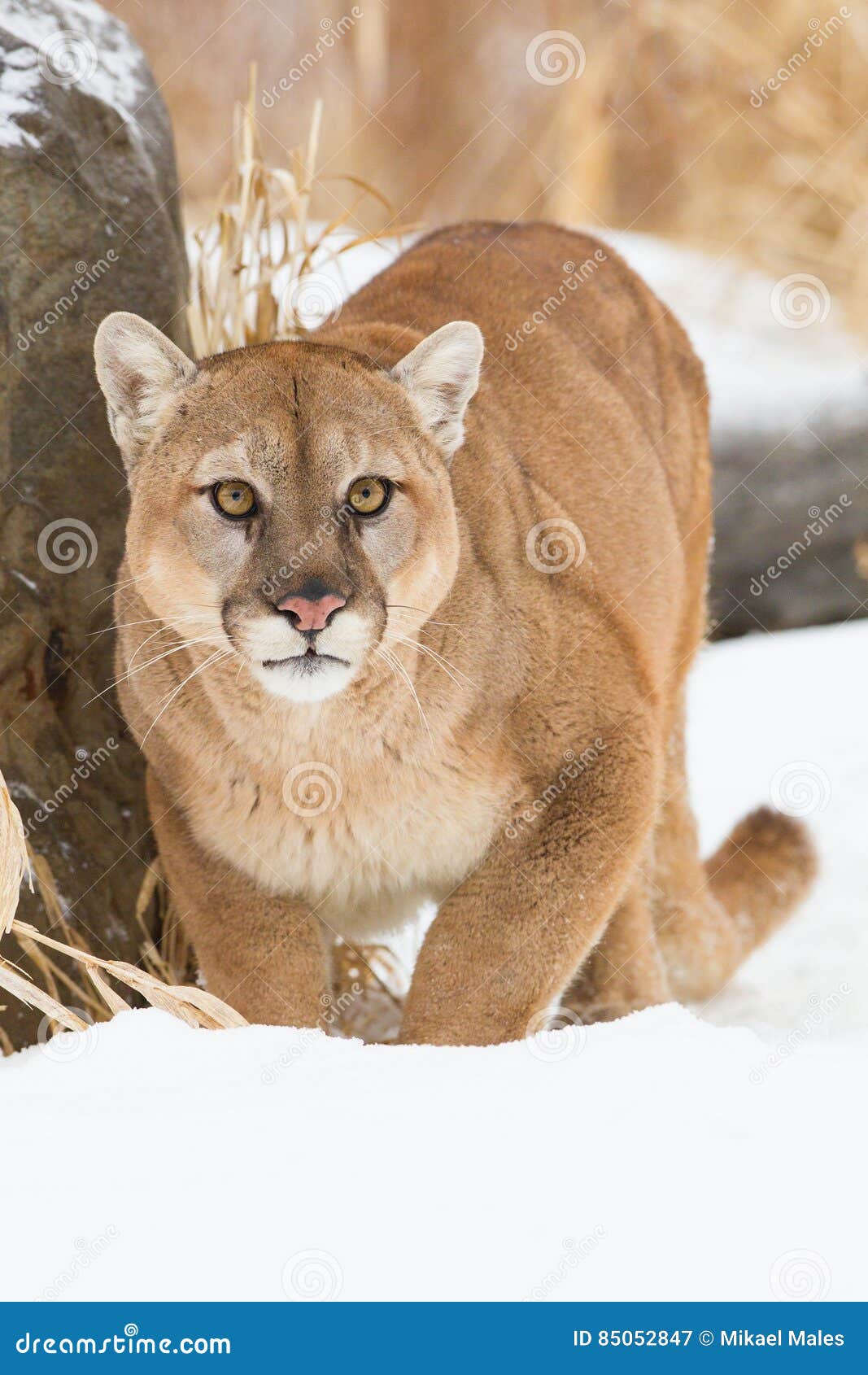 The pounce stock image. Image of panther, wildlife, cougar - 85052847