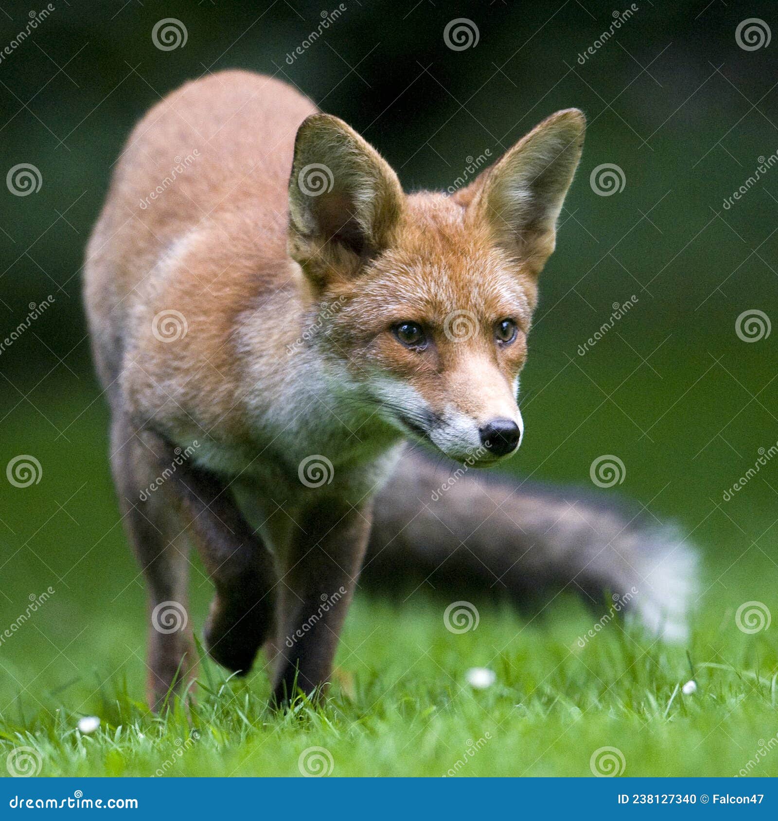Pouncing Fox stock photo. Image of chills, looks, adventurous - 238127340
