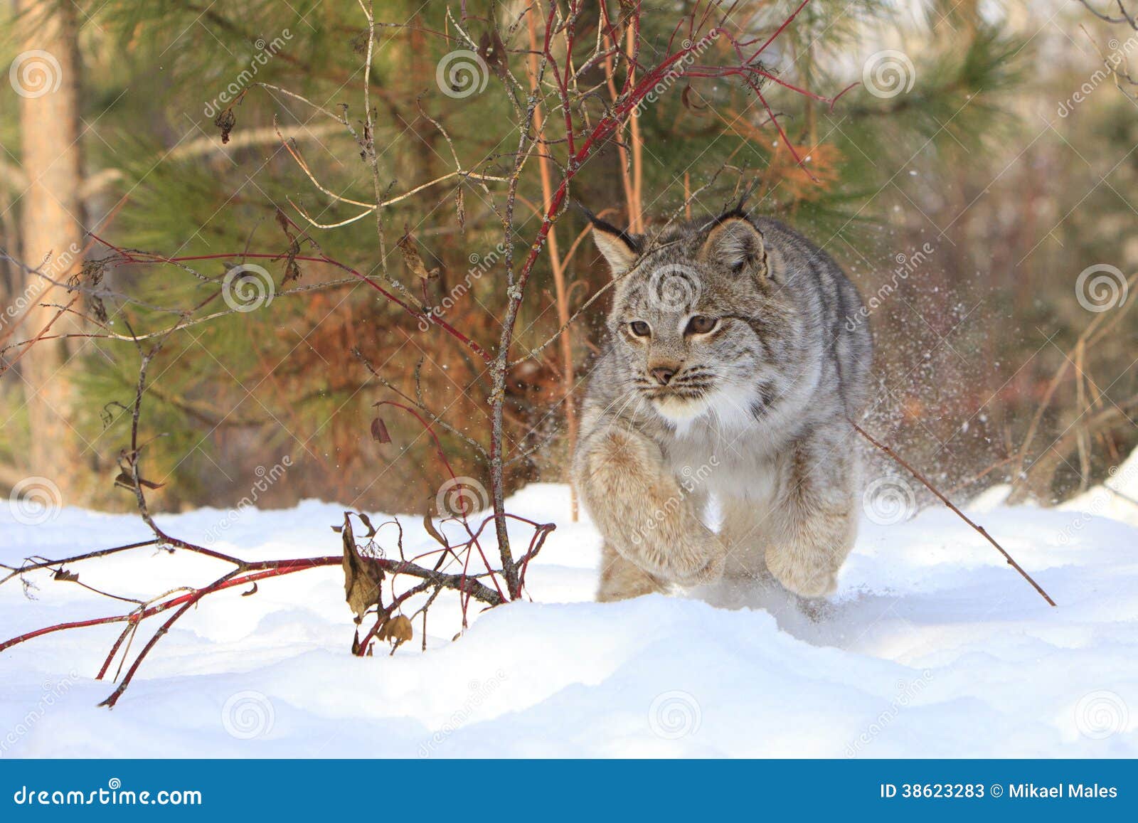 Pouncing on prey stock image. Image of felidae, pelt - 38623283
