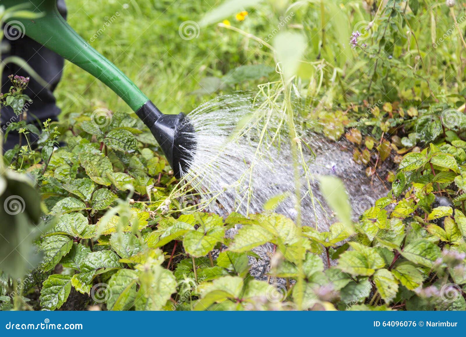 Pour Plants with a Watering Can Stock Photo - Image of sprinkler ...