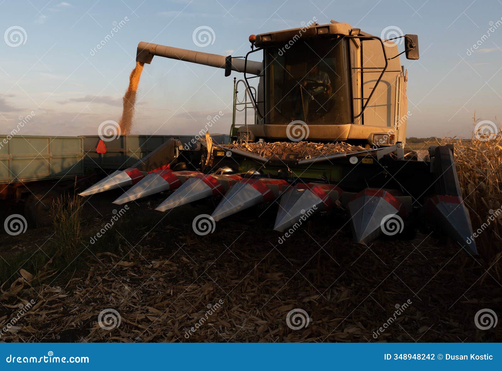 Pouring Corn Grain into Tractor Trailer Stock Photo - Image of food ...