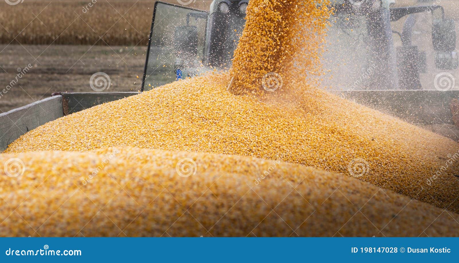 Pouring Corn Grain into Tractor Trailer Stock Photo - Image of tractor ...