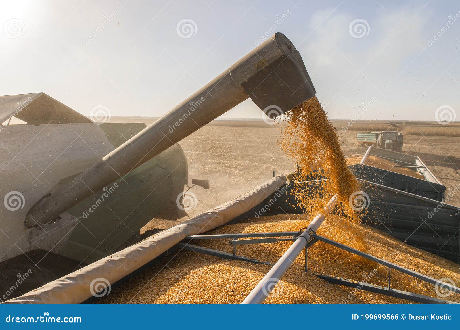 Pouring Corn Grain into Tractor Trailer Stock Photo - Image of dust ...