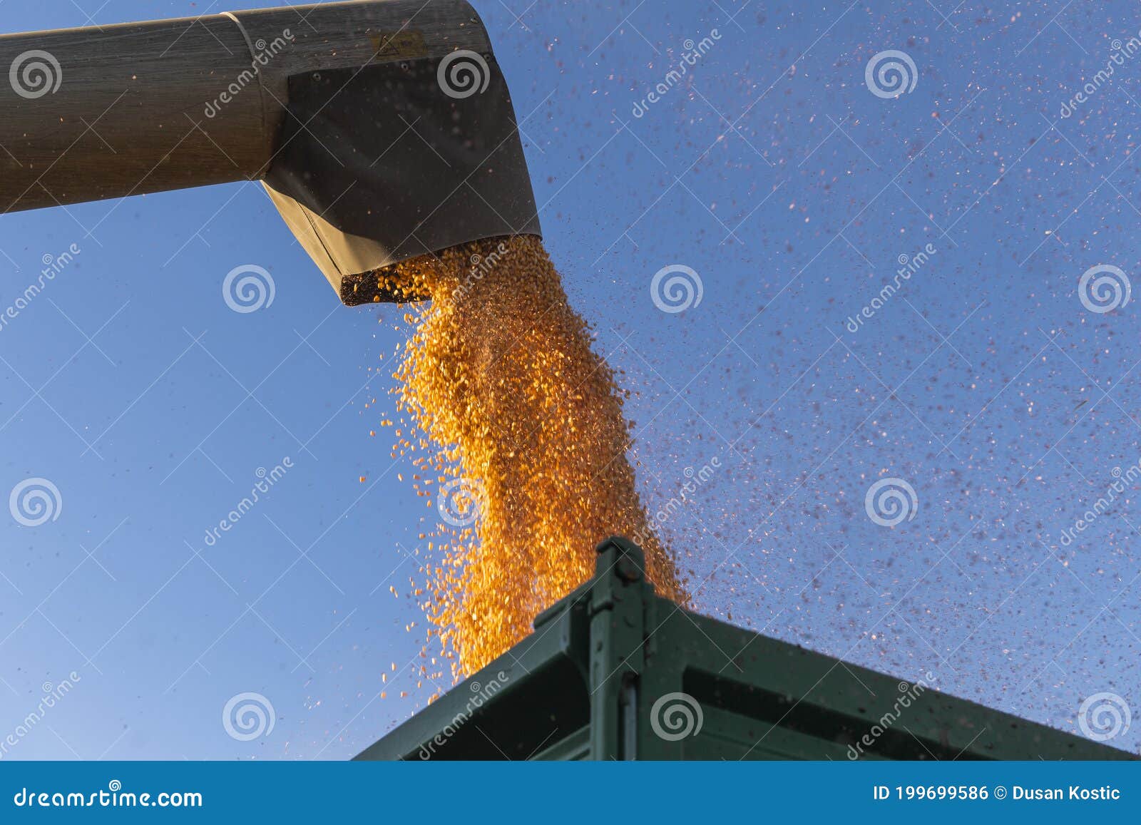 Pouring Corn Grain into Tractor Trailer Stock Photo - Image of crop ...