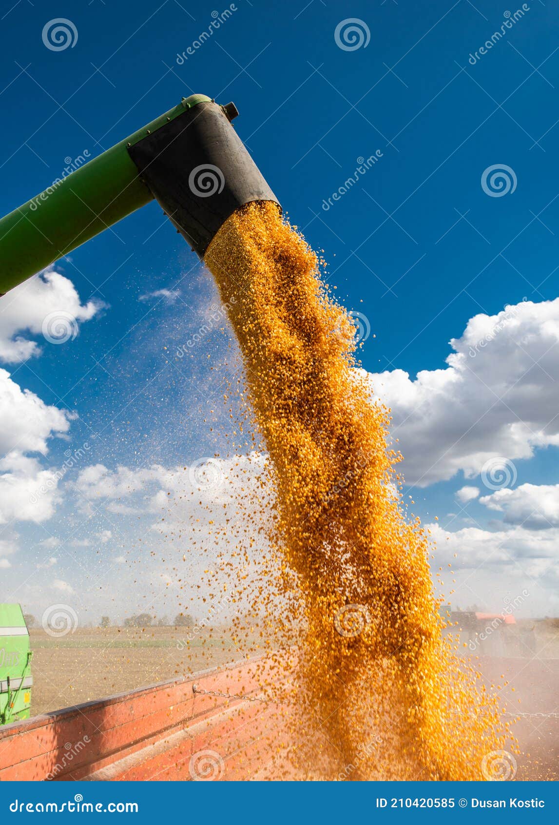 Pouring Corn Grain into Tractor Trailer Stock Image - Image of tractor ...