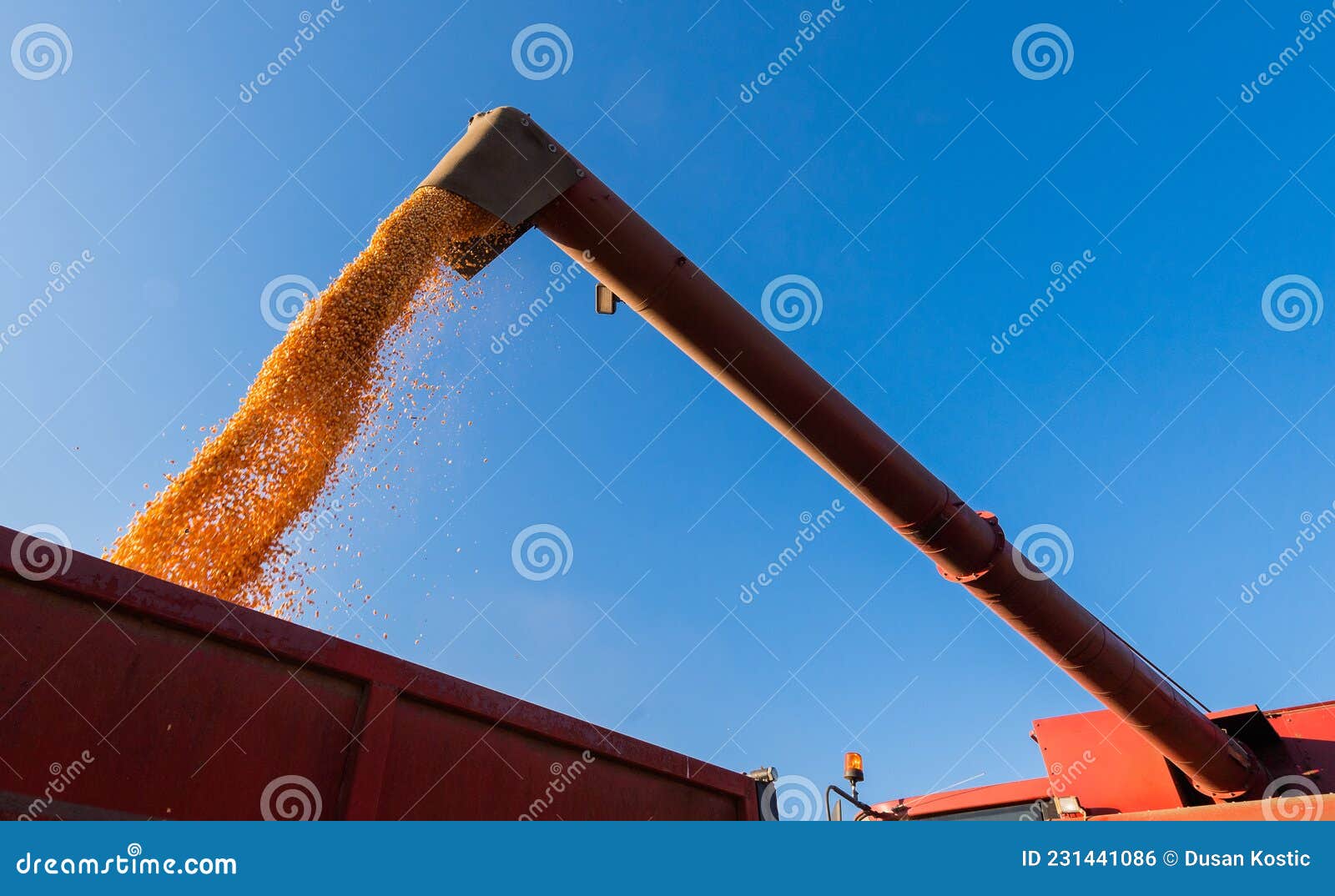 Pouring Corn Grain into Tractor Trailer Stock Photo - Image of ...