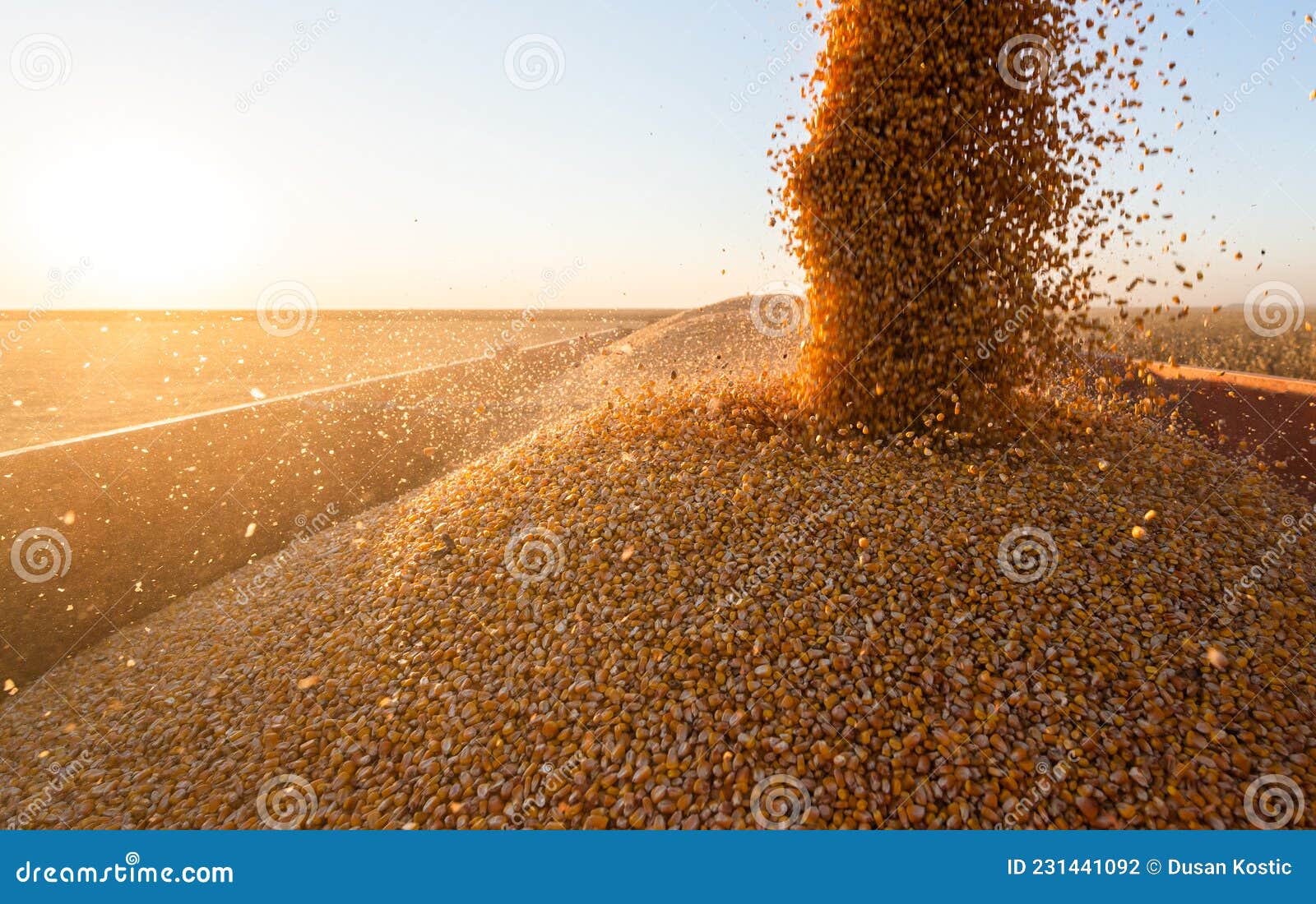 Pouring Corn Grain Into Tractor Trailer Stock Image | CartoonDealer.com ...