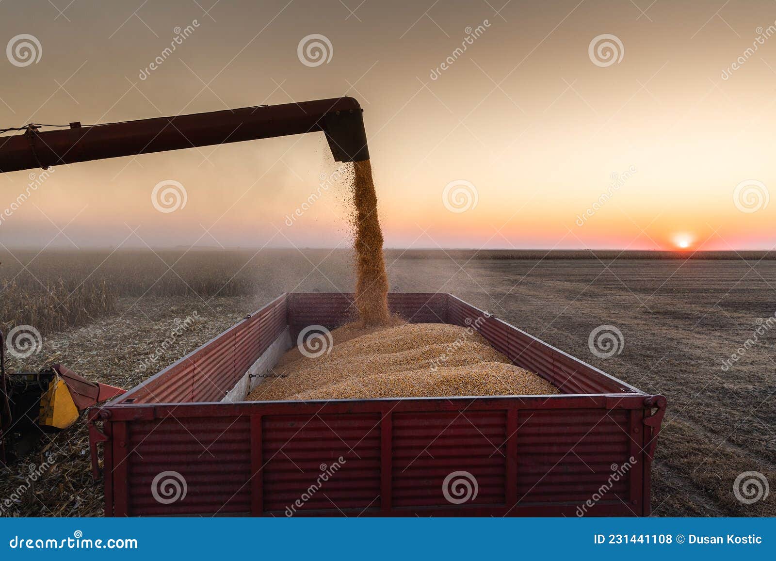 Pouring Corn Grain into Tractor Trailer Stock Photo - Image of metal ...