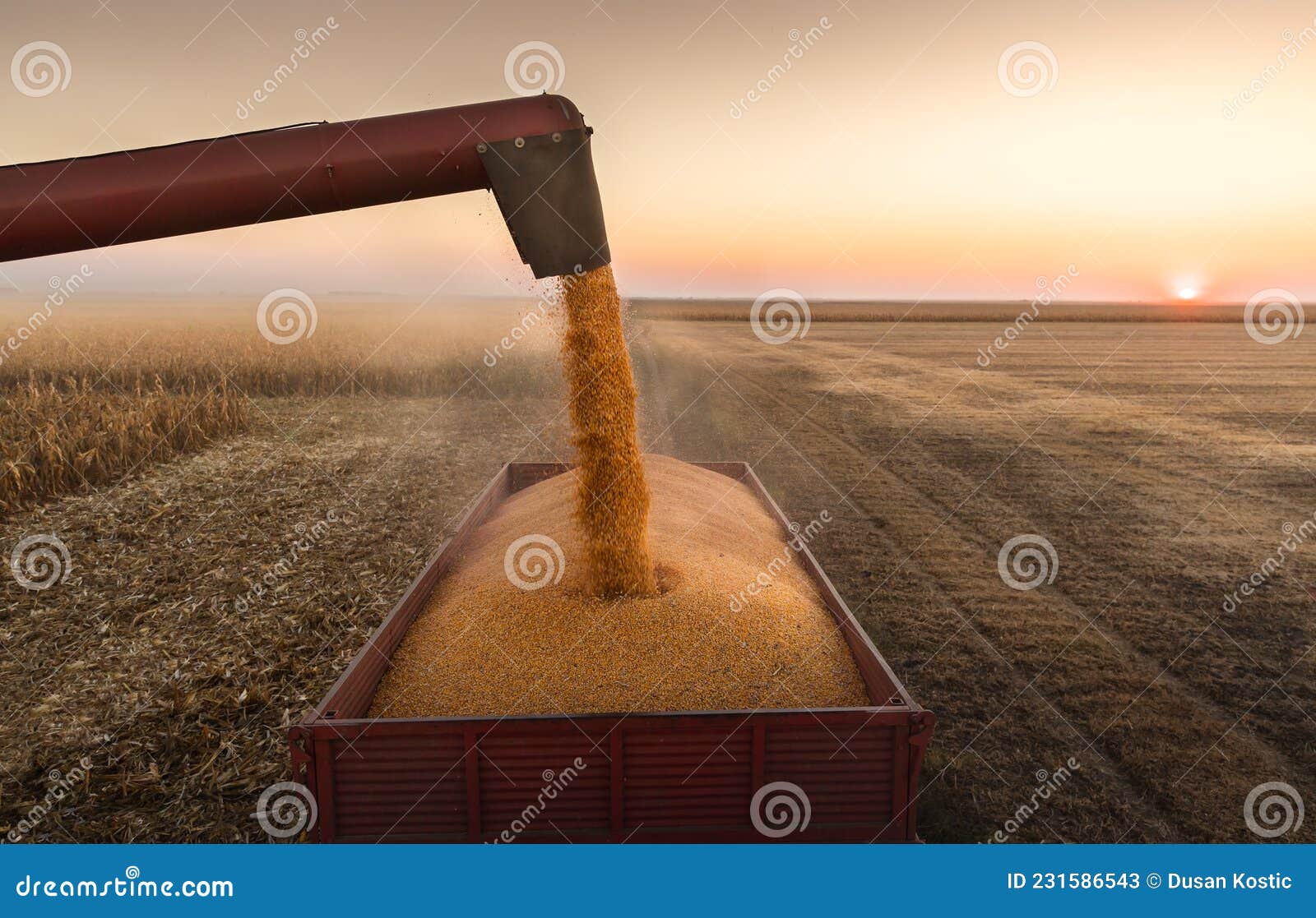 Pouring Corn Grain Into Tractor Trailer Stock Image | CartoonDealer.com ...