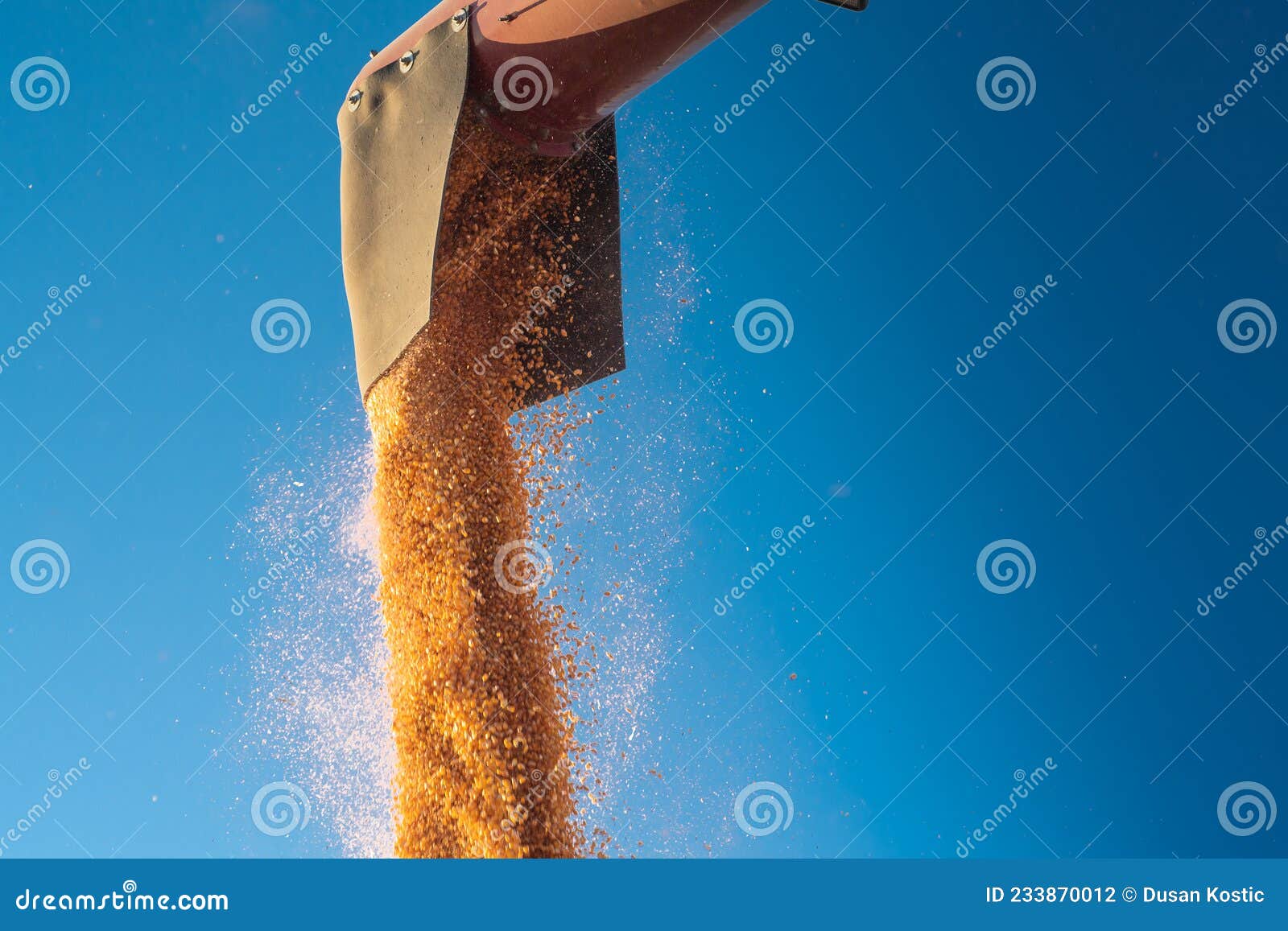 Pouring Corn Grain into Tractor Trailer Stock Photo - Image of farming ...