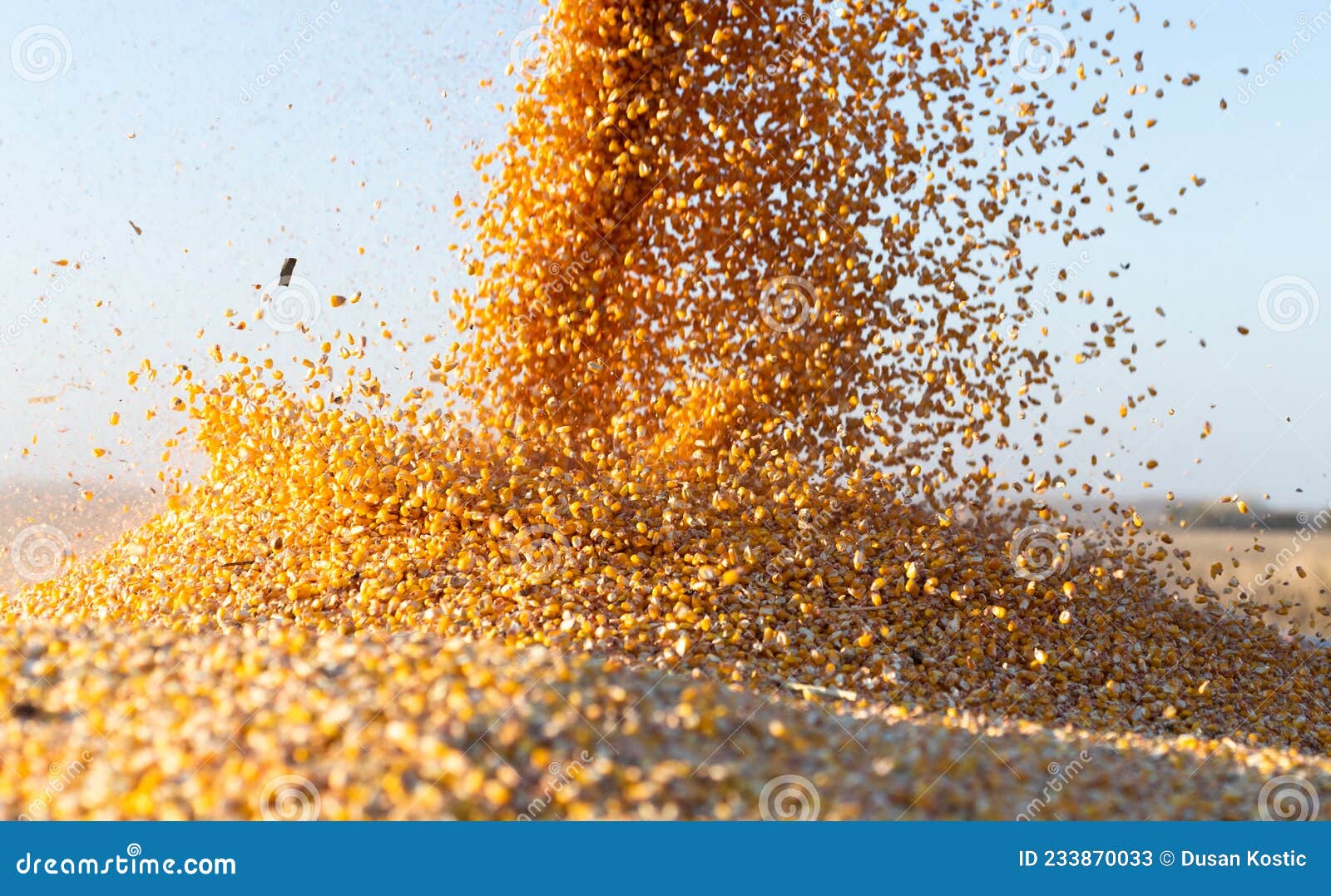 Pouring Corn Grain into Tractor Trailer Stock Image - Image of ...