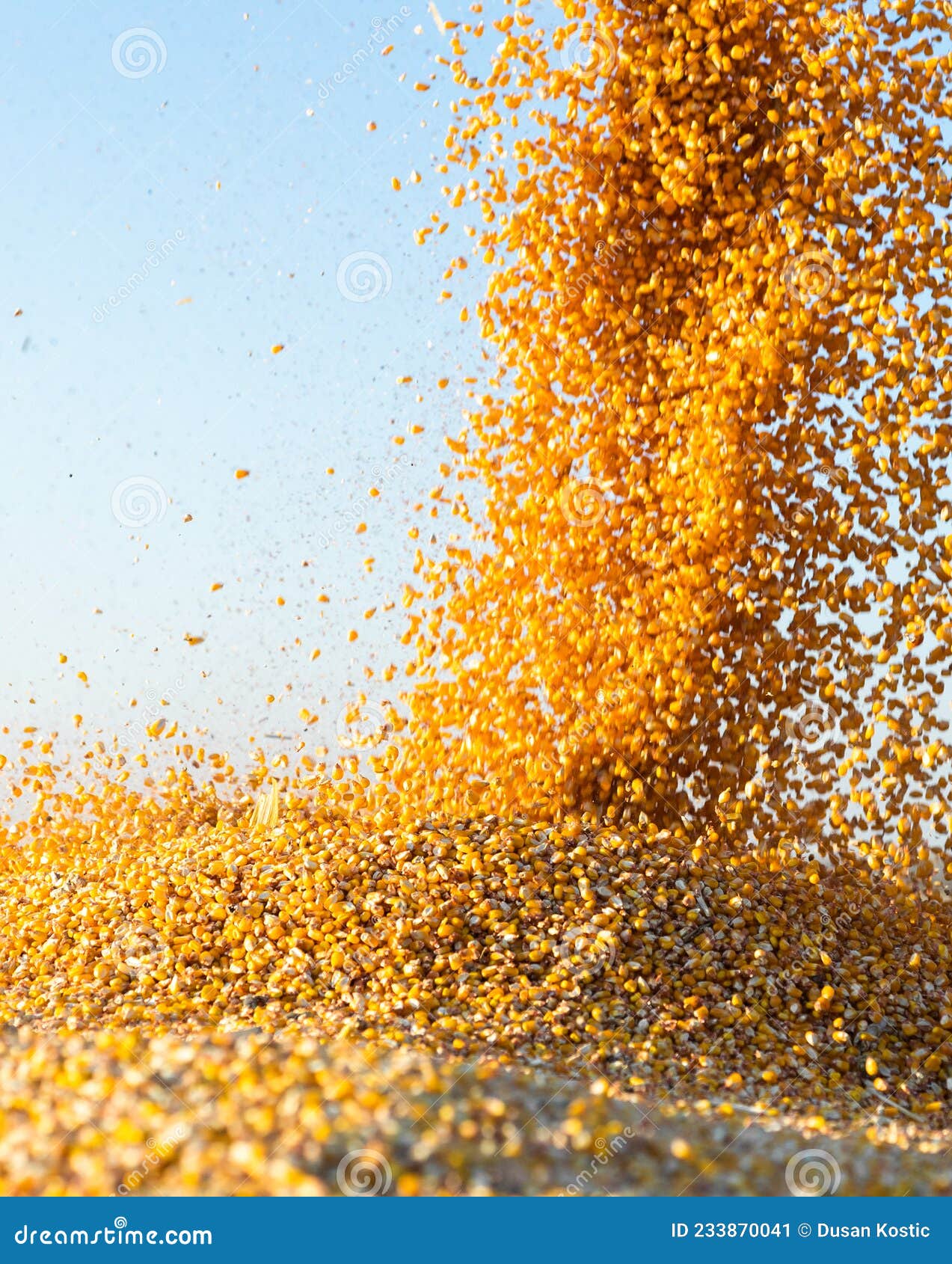 Pouring Corn Grain into Tractor Trailer Stock Image - Image of working ...