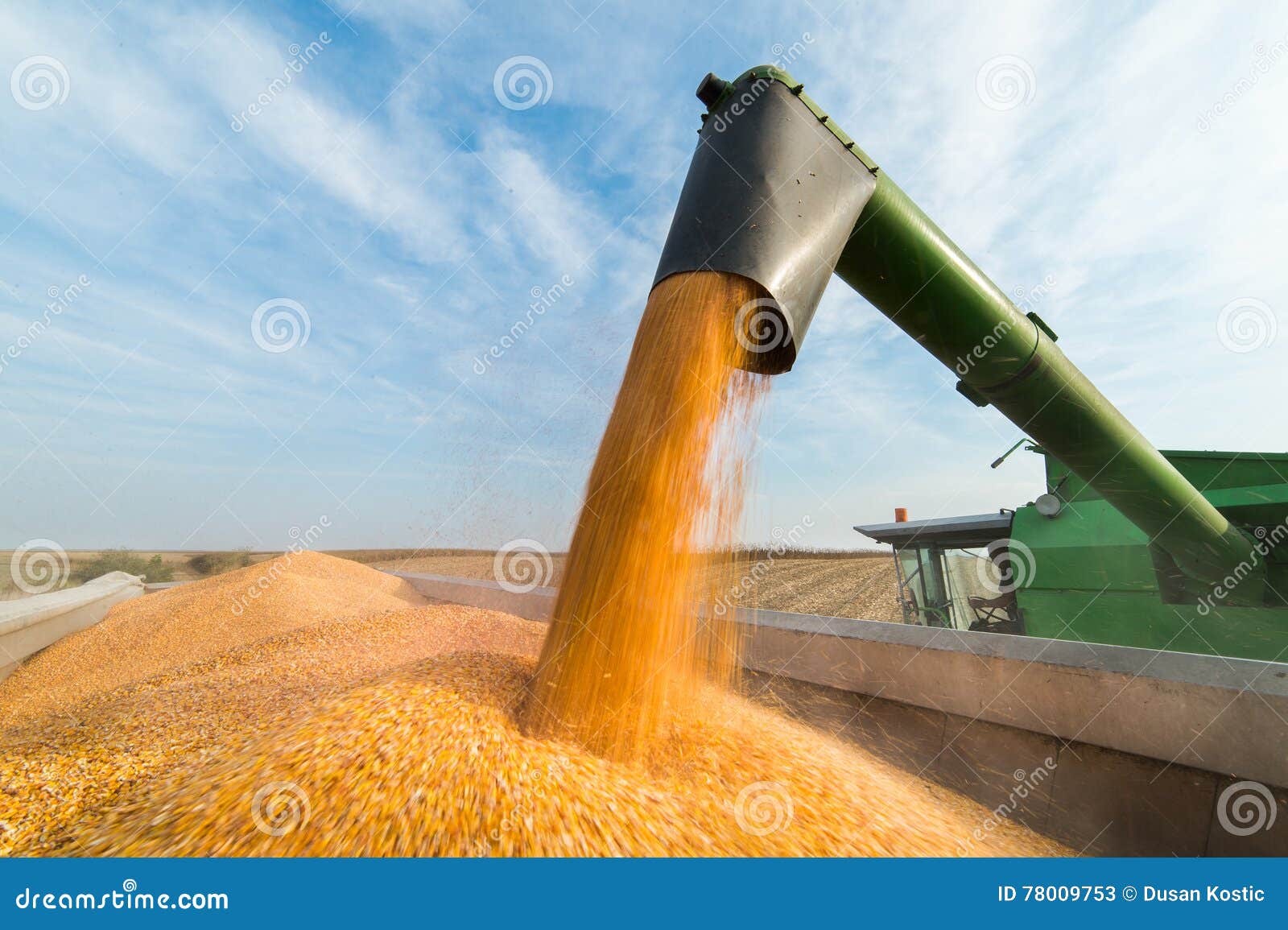 Pouring Corn Grain into Tractor Trailer Stock Image - Image of dust ...