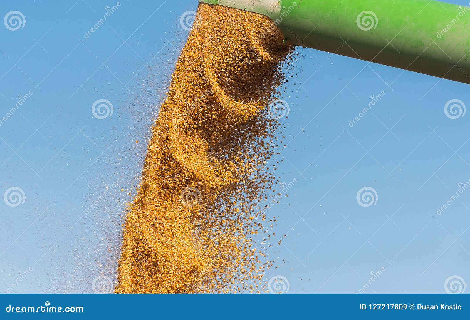 Pouring Corn Grain into Tractor Trailer after Harvest Stock Image ...