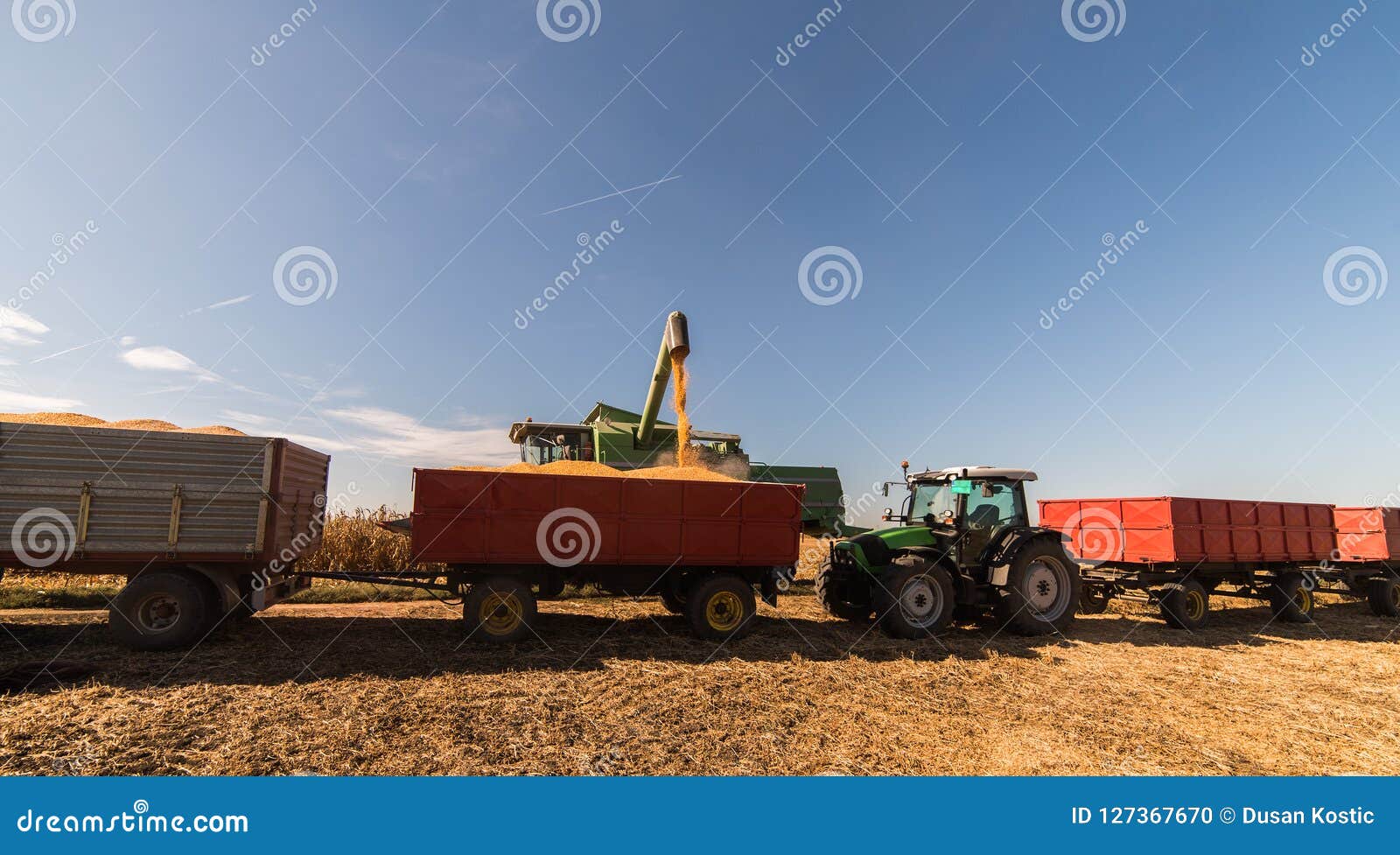 Pouring Corn Grain into Tractor Trailer after Harvest Stock Photo ...