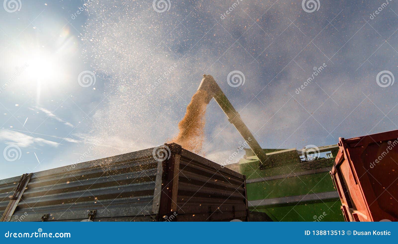 Pouring Corn Grain into Tractor Trailer after Harvest Stock Image ...