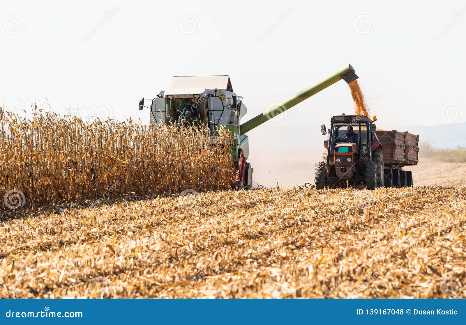 Pouring Corn Grain into Tractor Trailer after Harvest Stock Photo ...